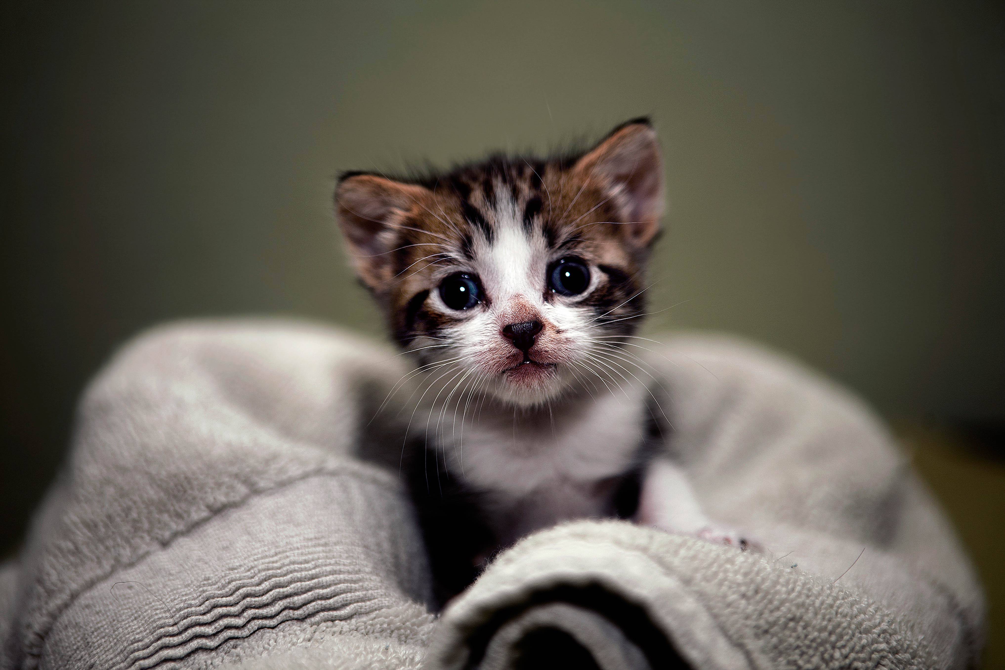 Kitten Desktop Wallpapers - Top Free Kitten Desktop Backgrounds ...