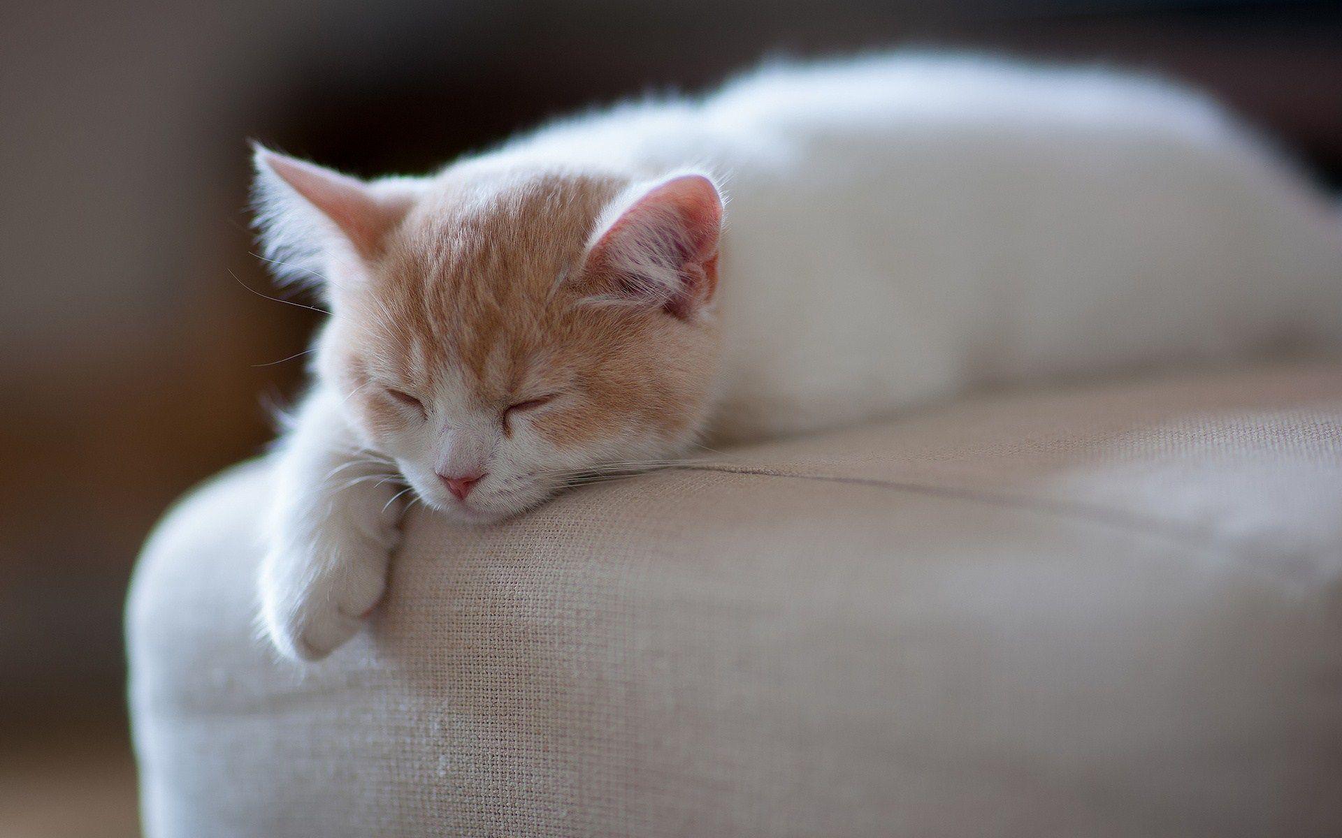 White Cat Desktop Wallpapers - Top Free White Cat Desktop Backgrounds ...