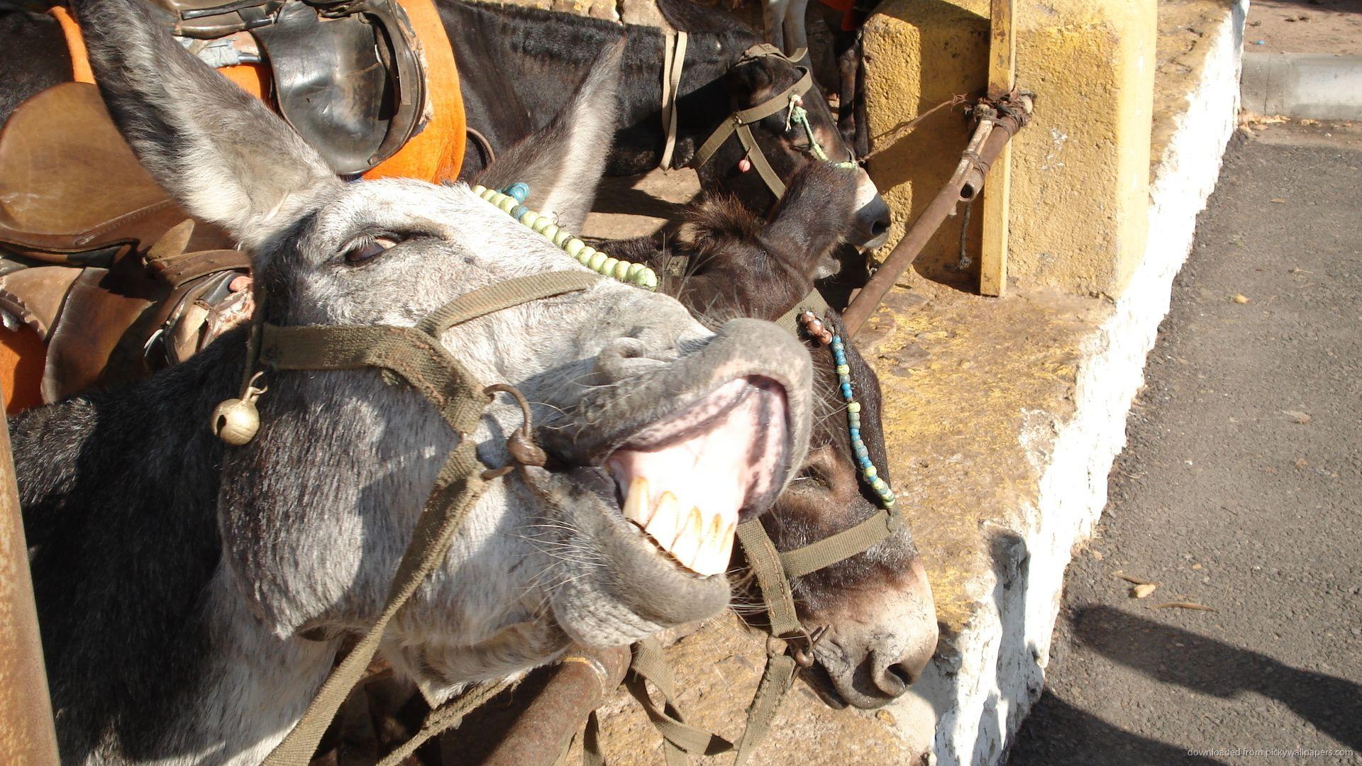 Donkey Desktop Wallpapers - Top Free Donkey Desktop Backgrounds ...