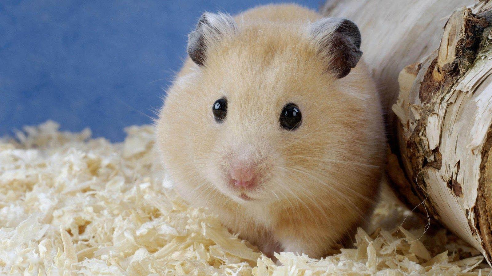 Hamster Desktop Wallpapers - Top Free Hamster Desktop Backgrounds ...