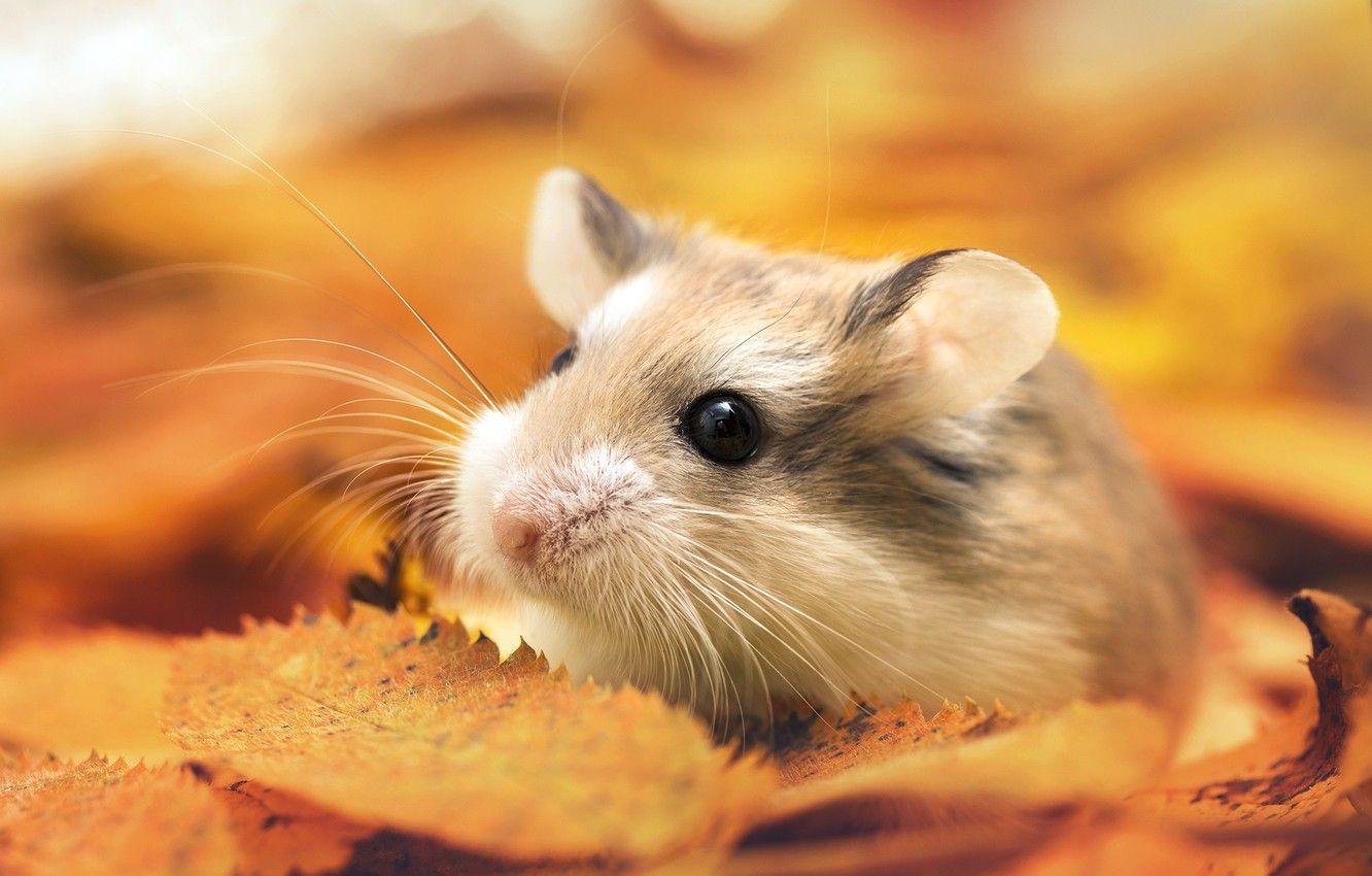 Hamster Desktop Wallpapers - Top Free Hamster Desktop Backgrounds ...