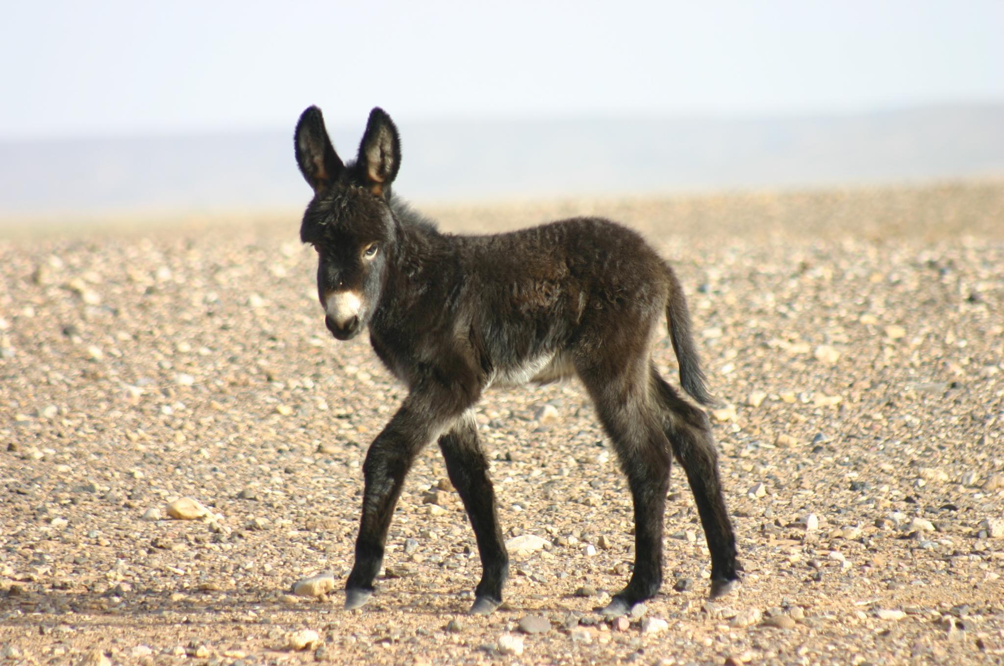 Baby Donkey Wallpapers - Top Free Baby Donkey Backgrounds - WallpaperAccess