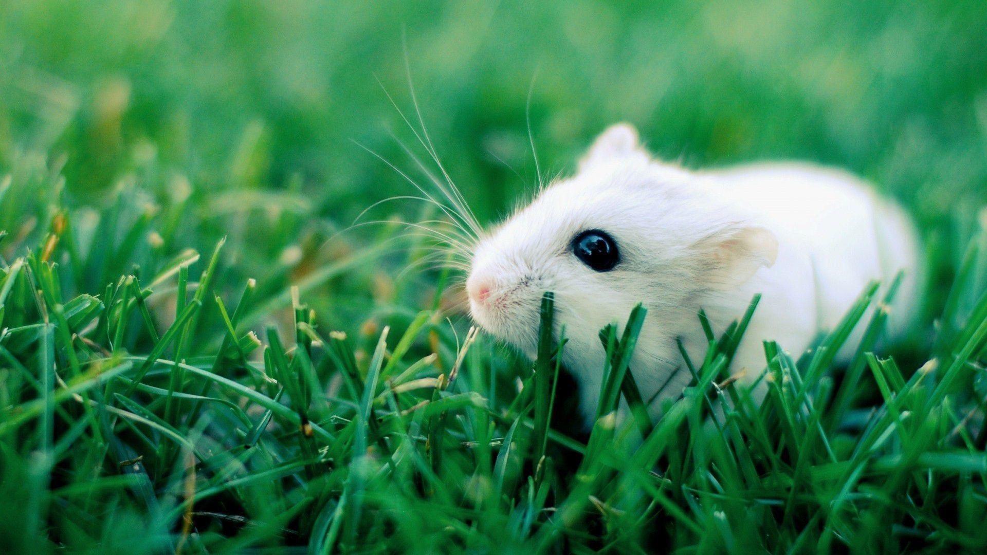 Hamster Desktop Wallpapers - Top Free Hamster Desktop Backgrounds ...