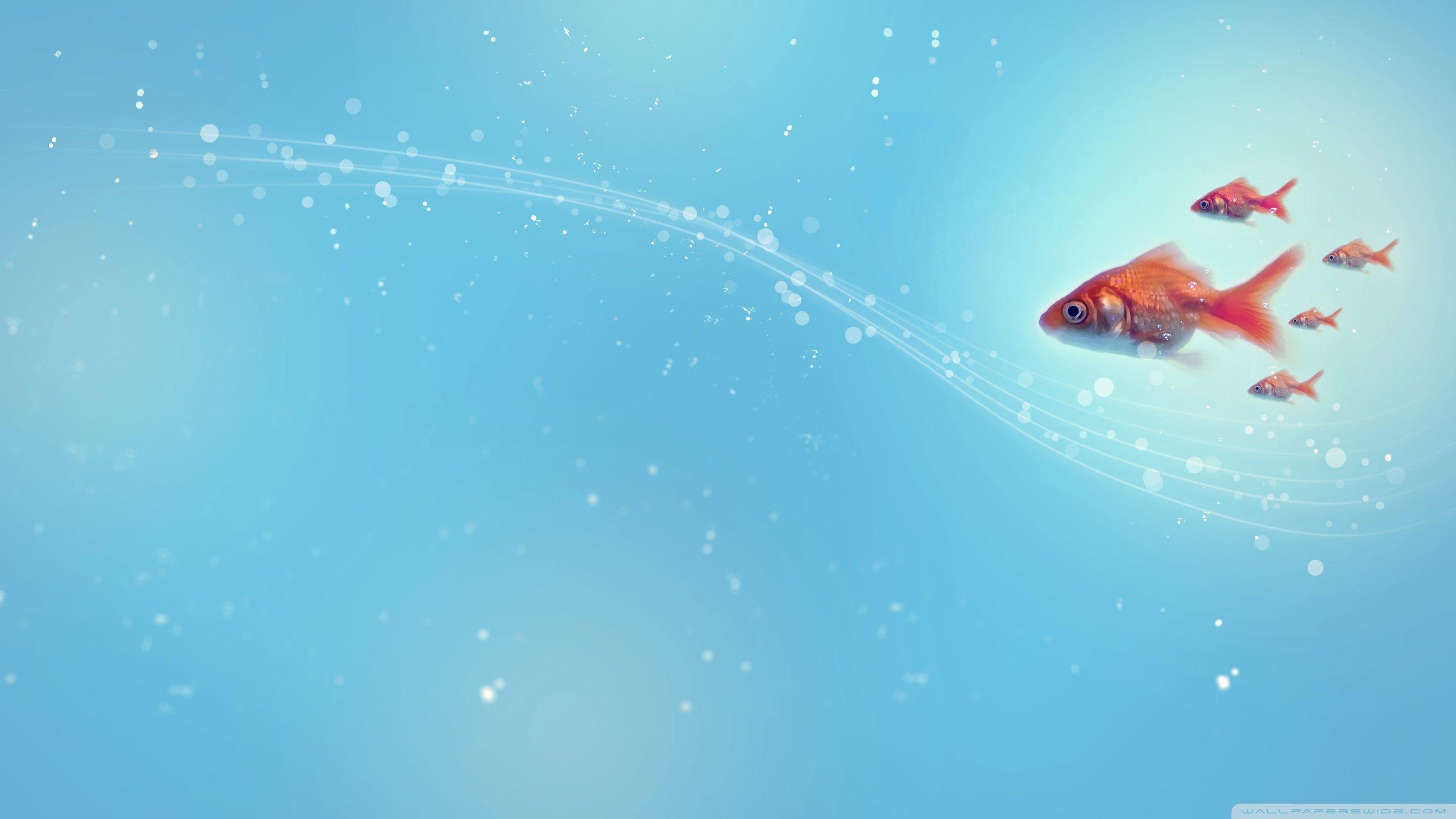 Goldfish Desktop Wallpapers - Top Free Goldfish Desktop Backgrounds ...