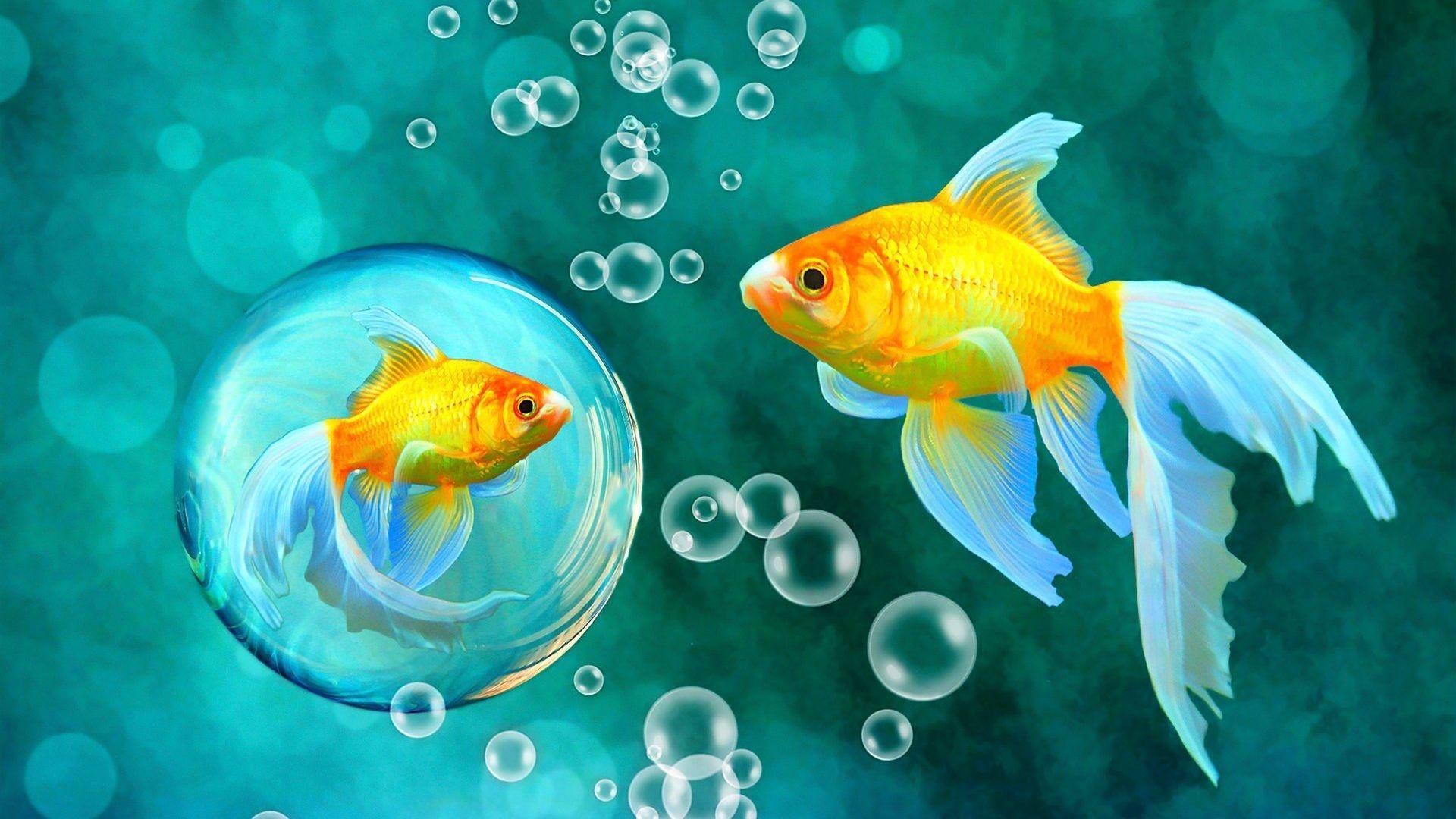 Goldfish Desktop Wallpapers - Top Free Goldfish Desktop Backgrounds ...
