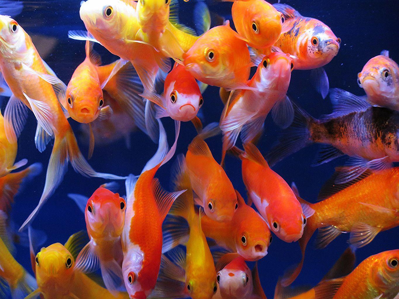 Goldfish Desktop Wallpapers - Top Free Goldfish Desktop Backgrounds ...