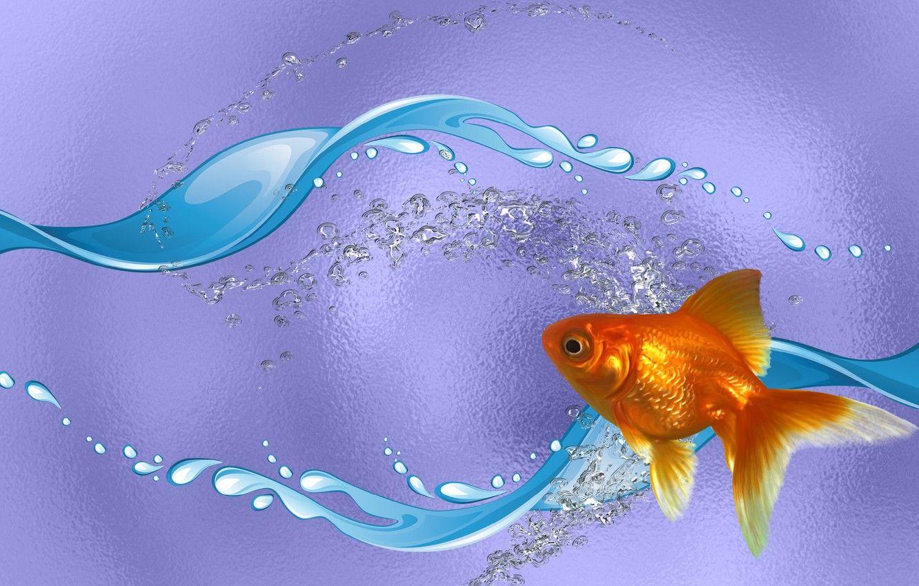 Goldfish Desktop Wallpapers - Top Free Goldfish Desktop Backgrounds ...