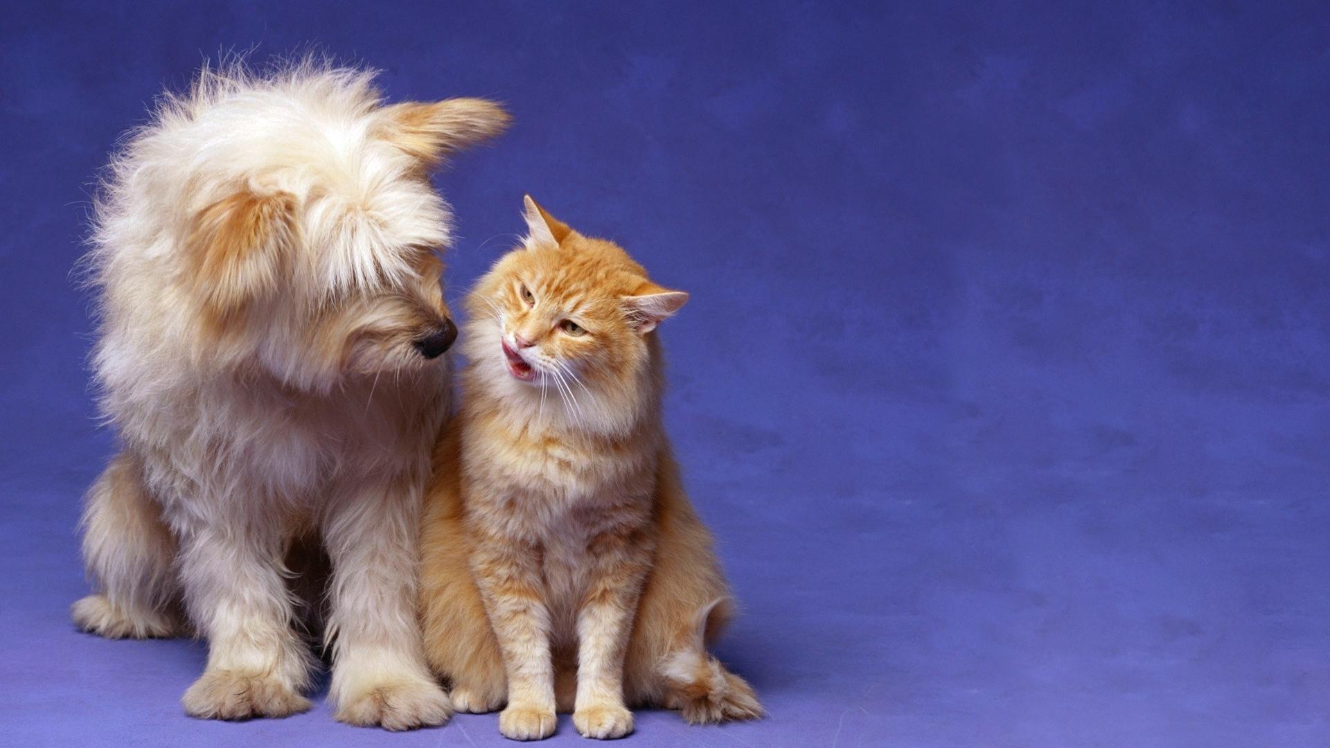 Cat and Dog Desktop Wallpapers - Top Free Cat and Dog Desktop ...