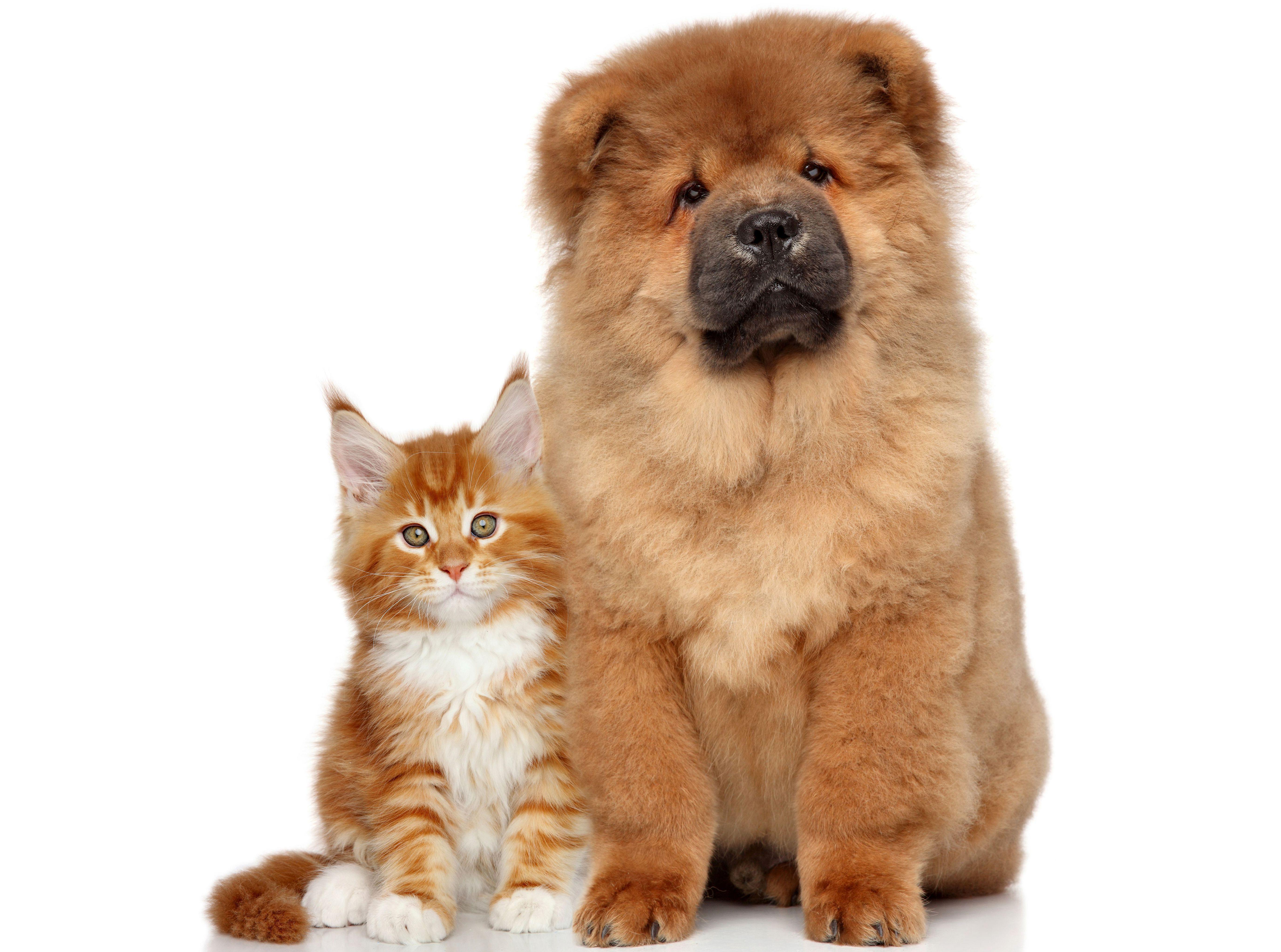 Cat and Dog Desktop Wallpapers - Top Free Cat and Dog Desktop ...