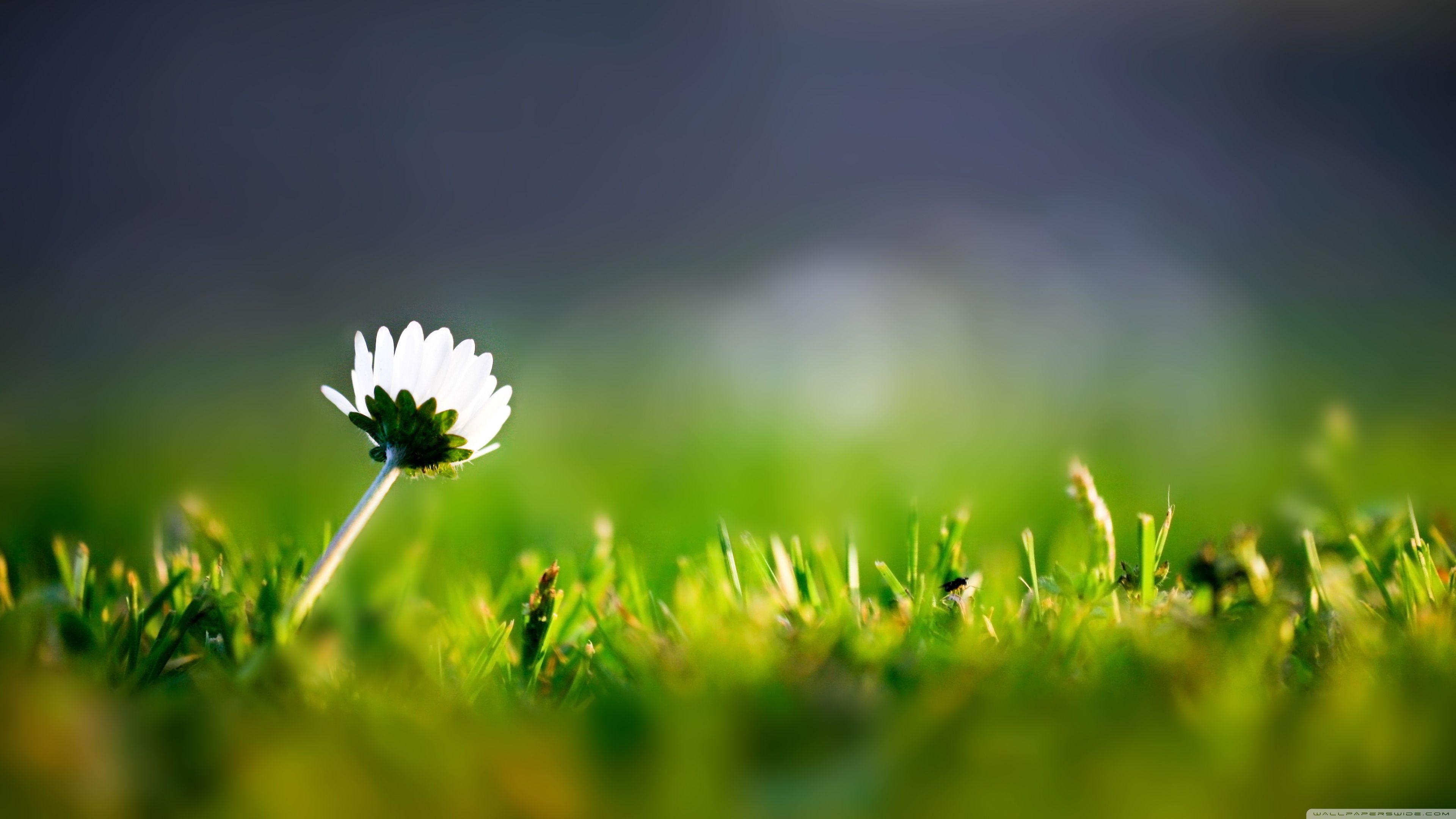 Ultra HD Macro Wallpapers - Top Free Ultra HD Macro Backgrounds ...