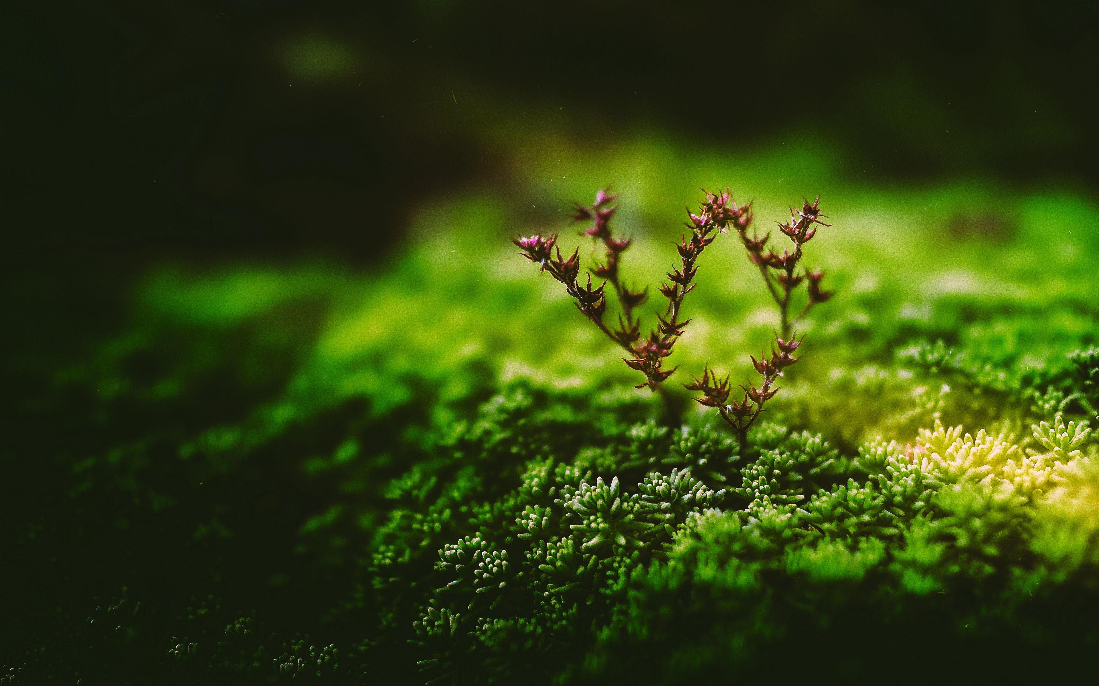 Ultra HD Macro Wallpapers - Top Free Ultra HD Macro Backgrounds ...