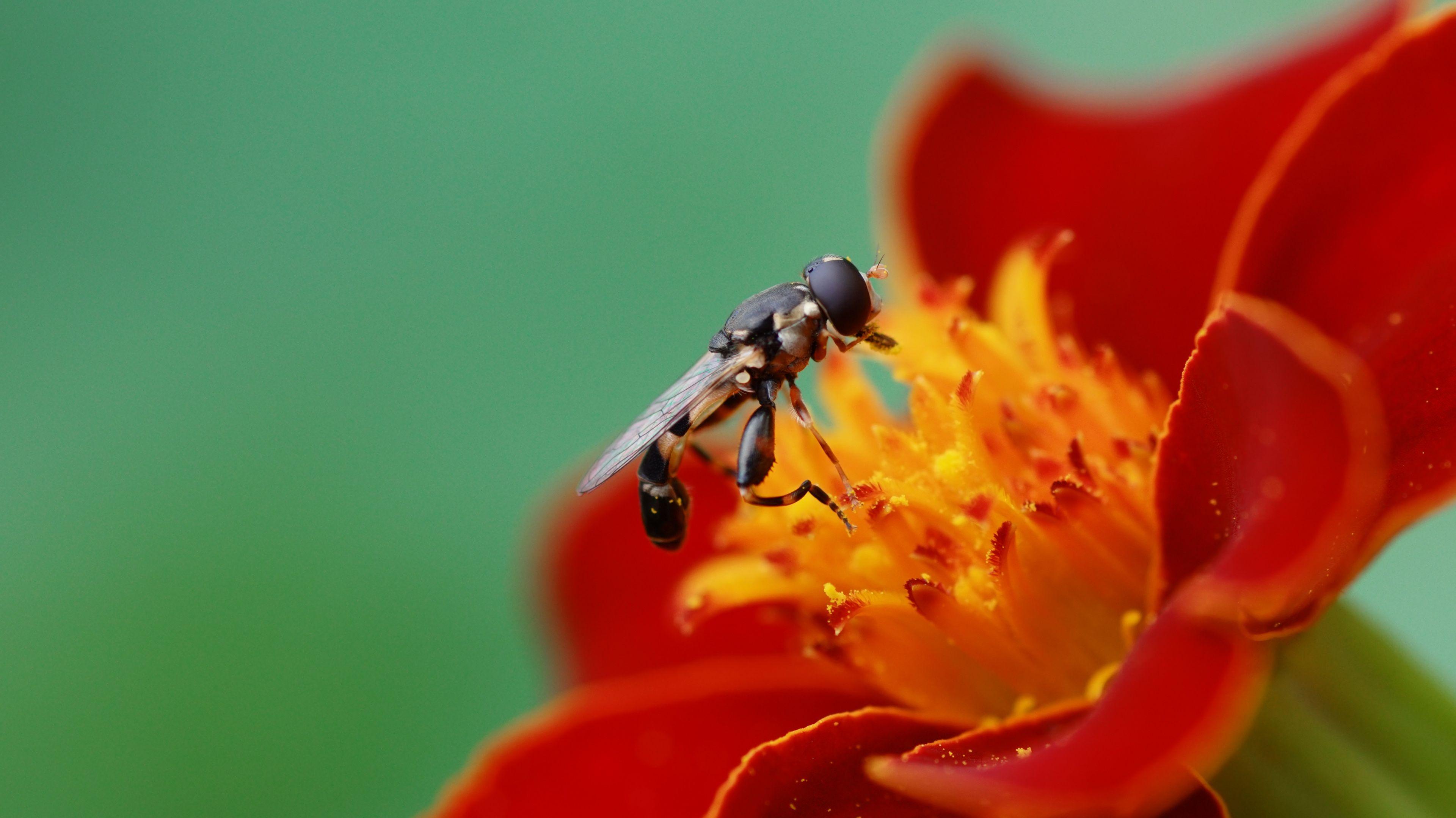 Ultra HD Macro Wallpapers - Top Free Ultra HD Macro Backgrounds ...