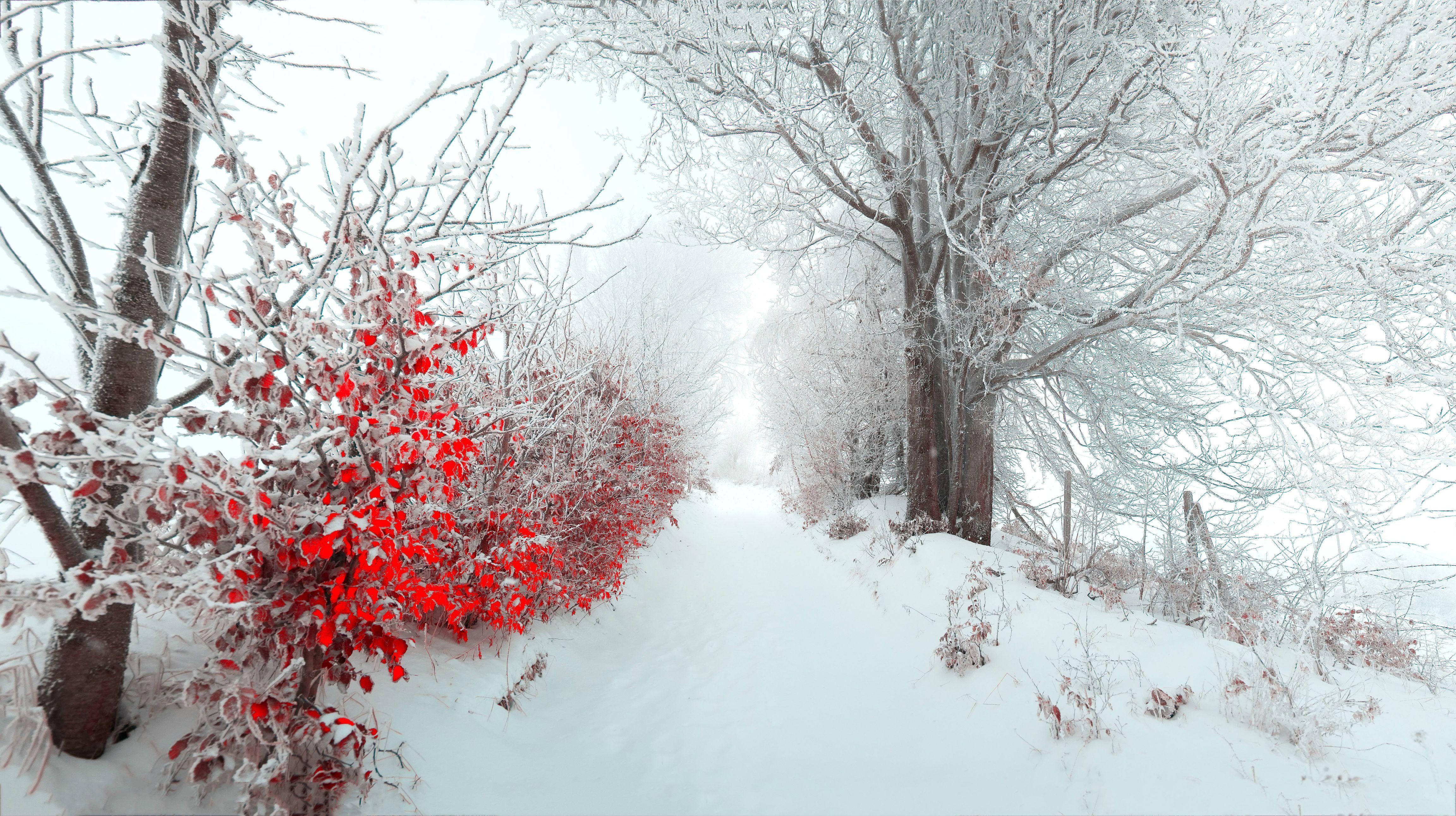 Amazing 4K Winter Wallpapers - Top Free Amazing 4K Winter Backgrounds ...