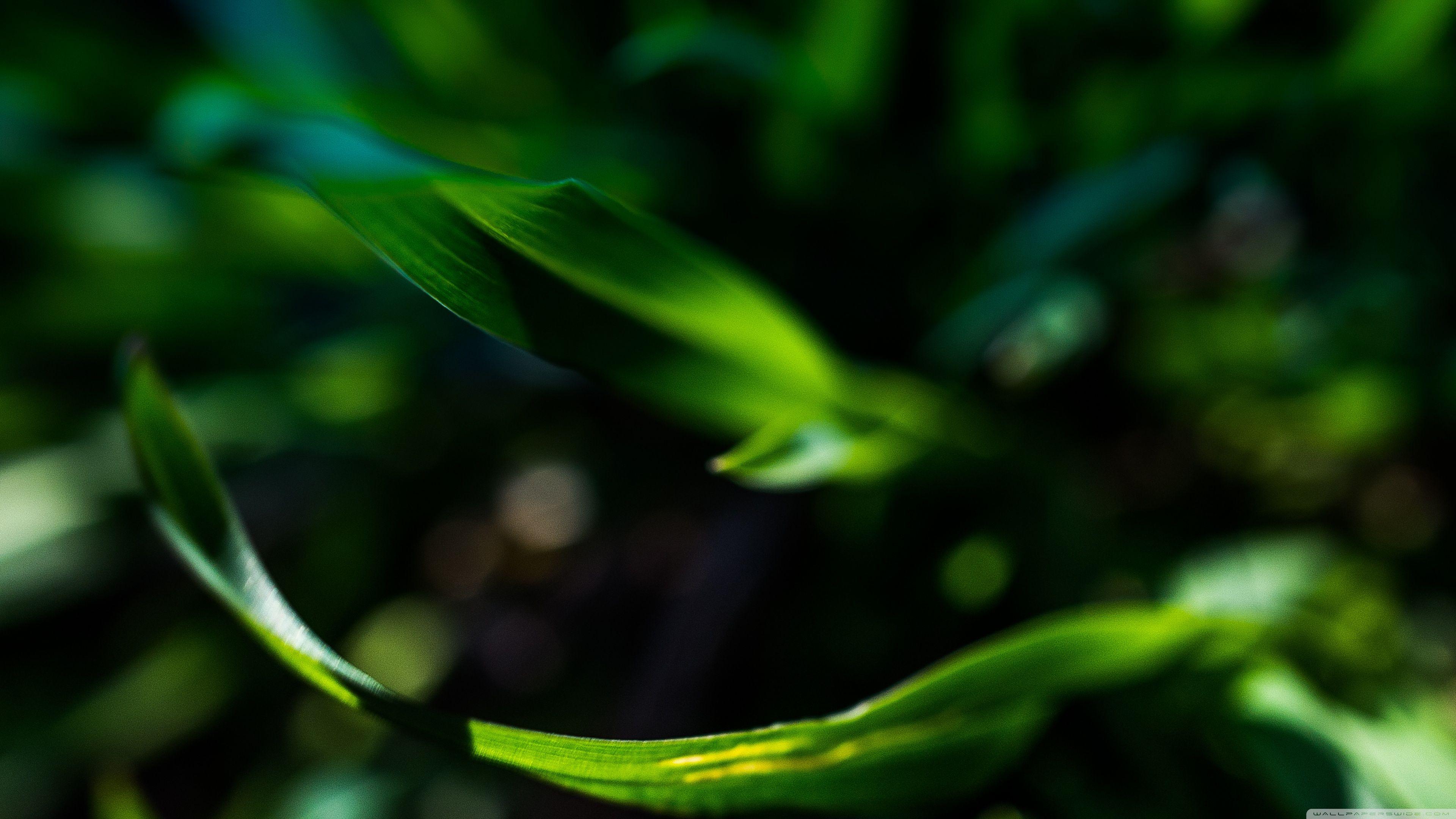 Ultra HD Macro Wallpapers - Top Free Ultra HD Macro Backgrounds ...