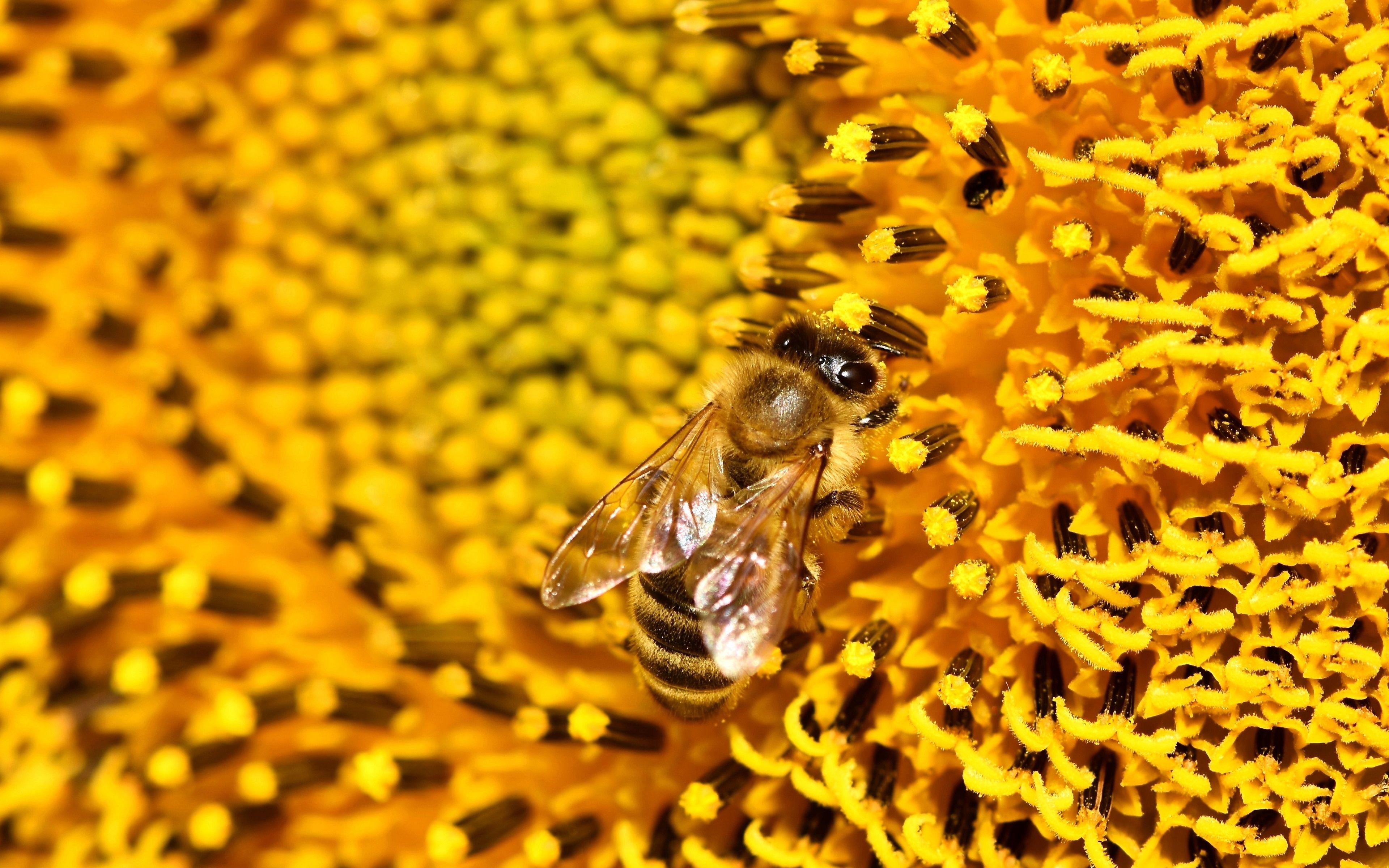 Ultra HD Macro Wallpapers - Top Free Ultra HD Macro Backgrounds ...