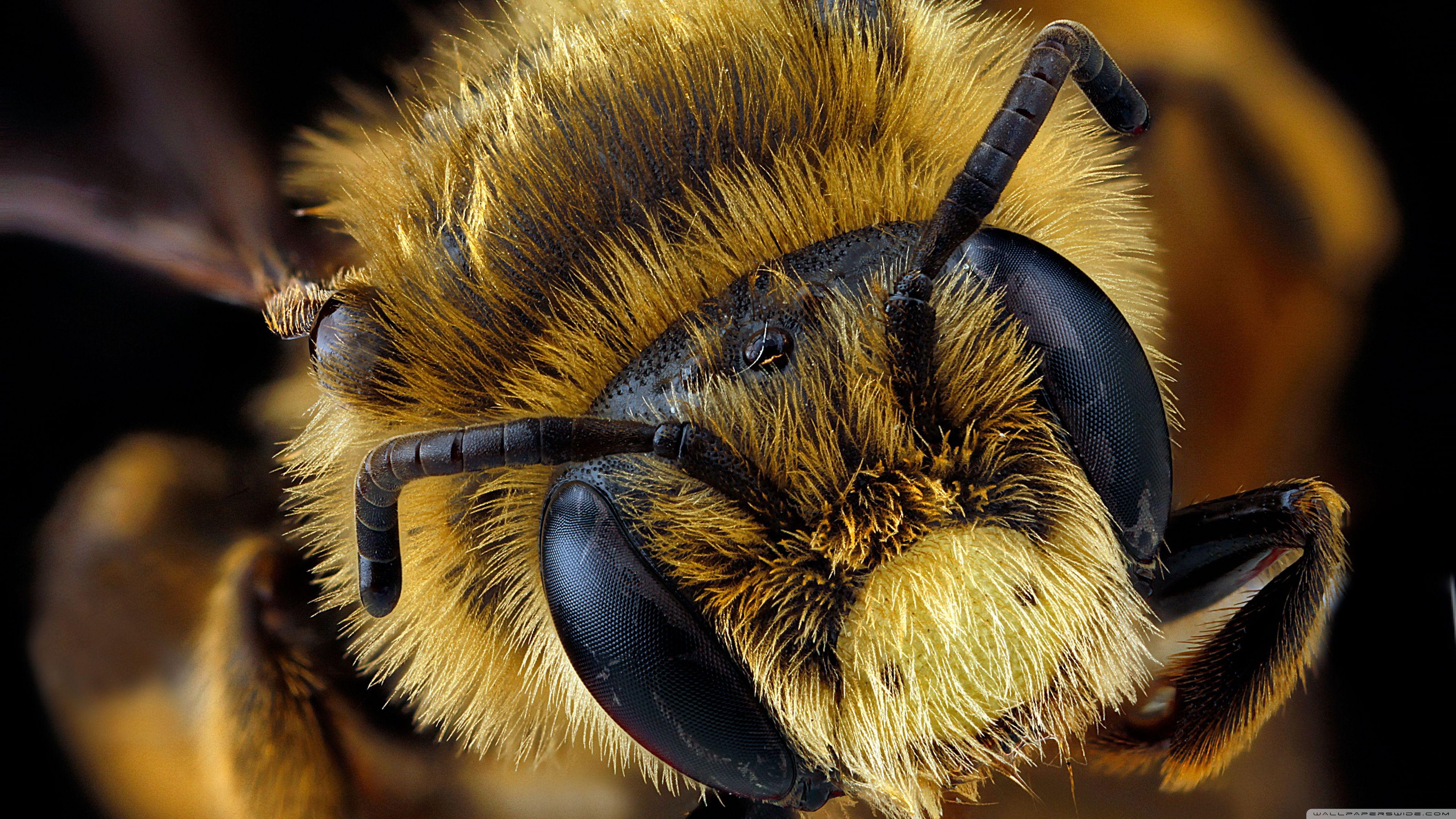 Ultra HD Macro Wallpapers - Top Free Ultra HD Macro Backgrounds ...