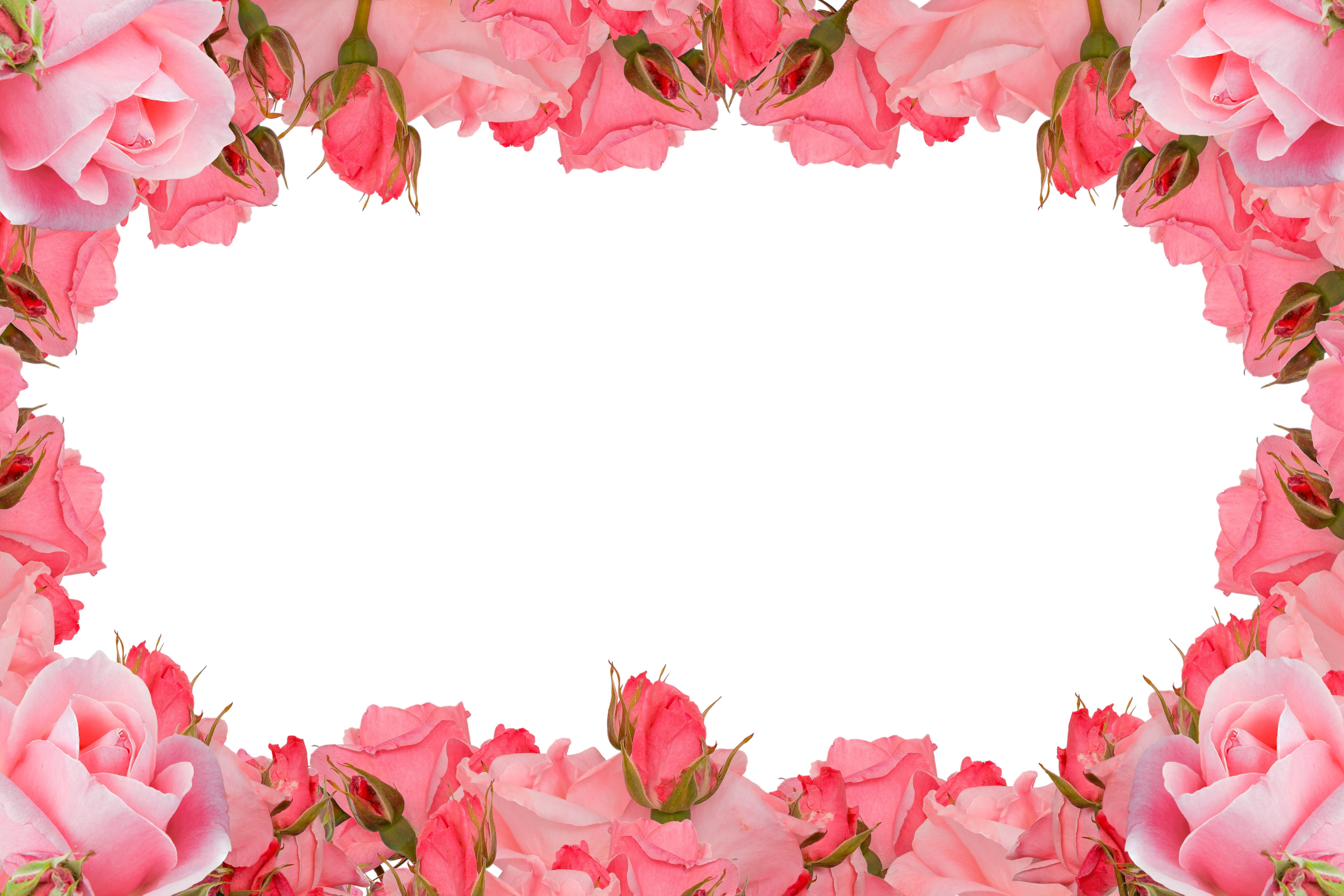 Rose Frame Wallpapers - Top Free Rose Frame Backgrounds - WallpaperAccess