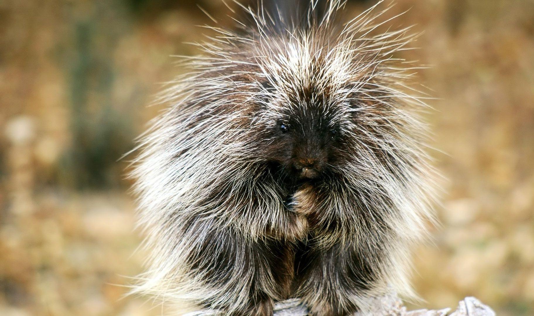 Exotic Animal Wallpapers - Top Free Exotic Animal Backgrounds ...