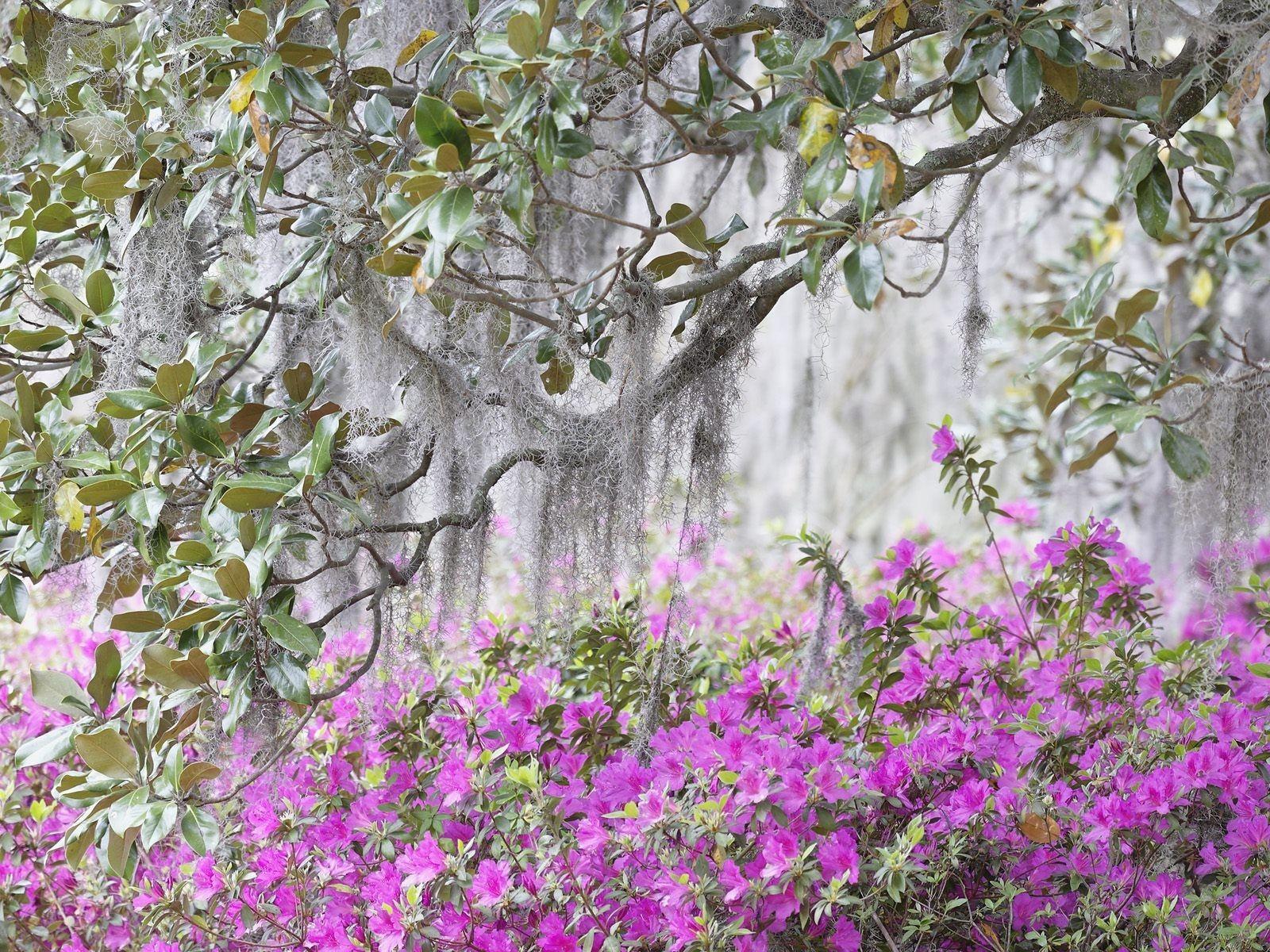 Spanish Flower Wallpapers - Top Free Spanish Flower Backgrounds ...