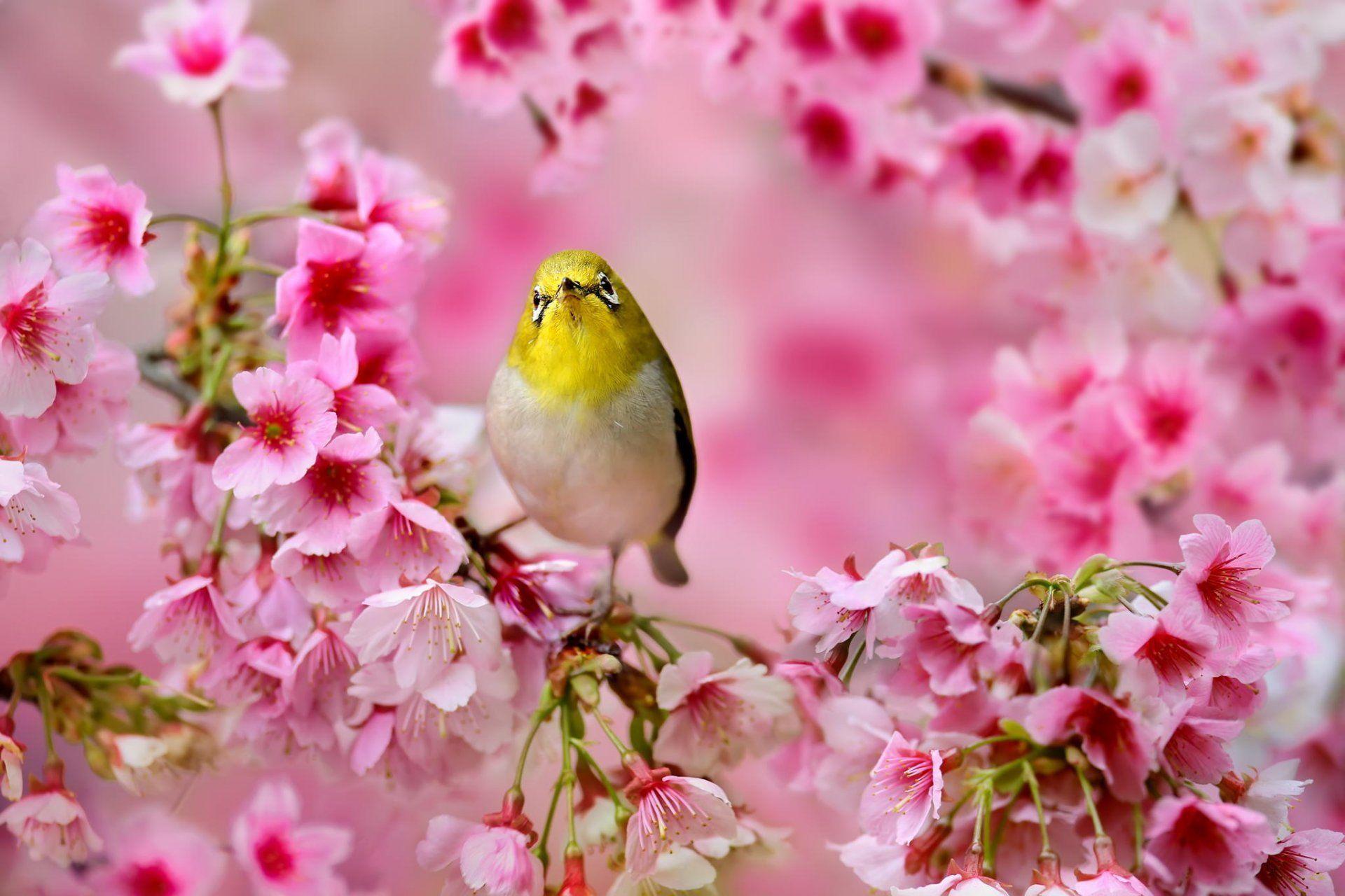 Japanese Bird Wallpapers - Top Free Japanese Bird Backgrounds ...