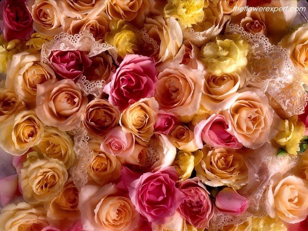 Spanish Flower Wallpapers - Top Free Spanish Flower Backgrounds ...