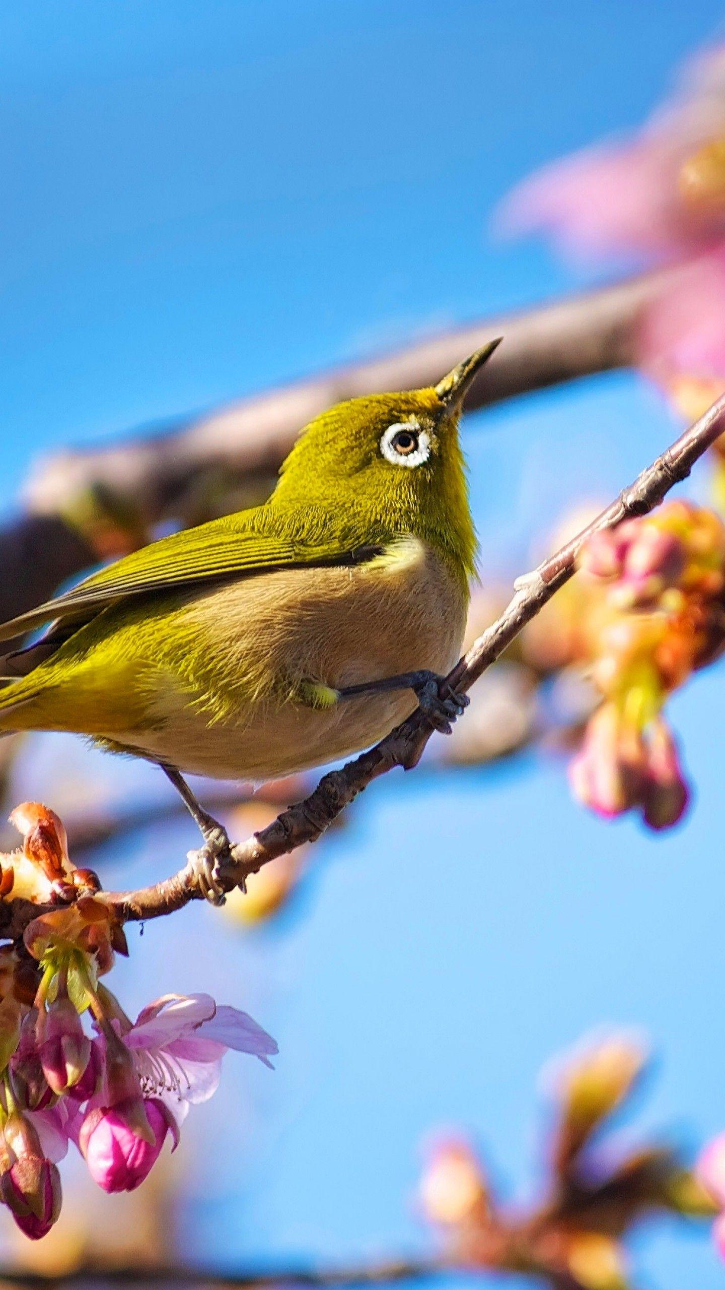 Japanese Bird Wallpapers - Top Free Japanese Bird Backgrounds ...