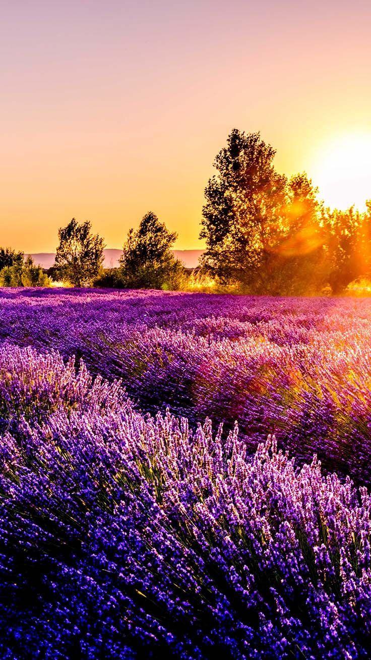 Garden Sunset Wallpapers - Top Free Garden Sunset Backgrounds - WallpaperAccess