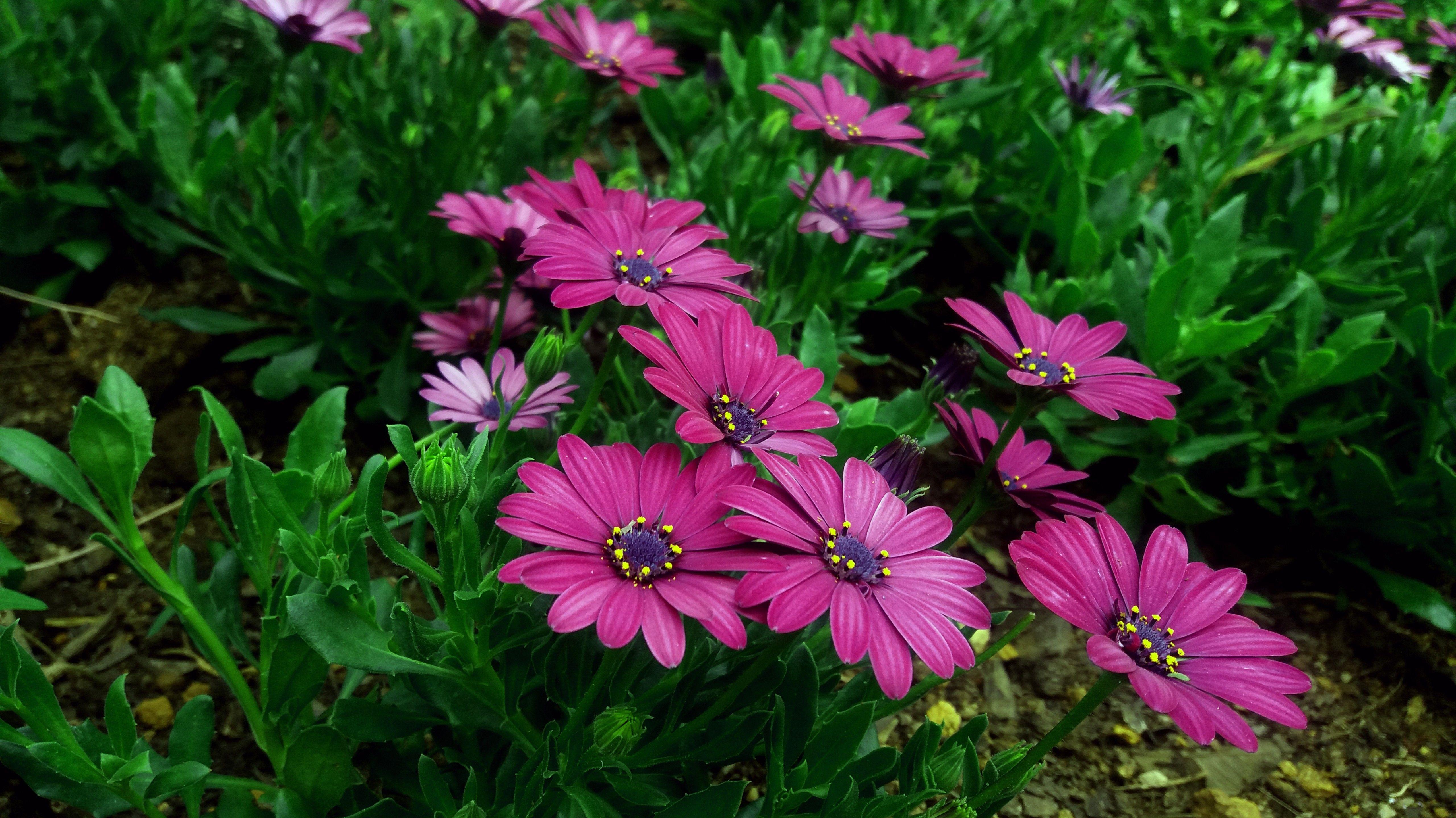 Spanish Flower Wallpapers - Top Free Spanish Flower Backgrounds ...