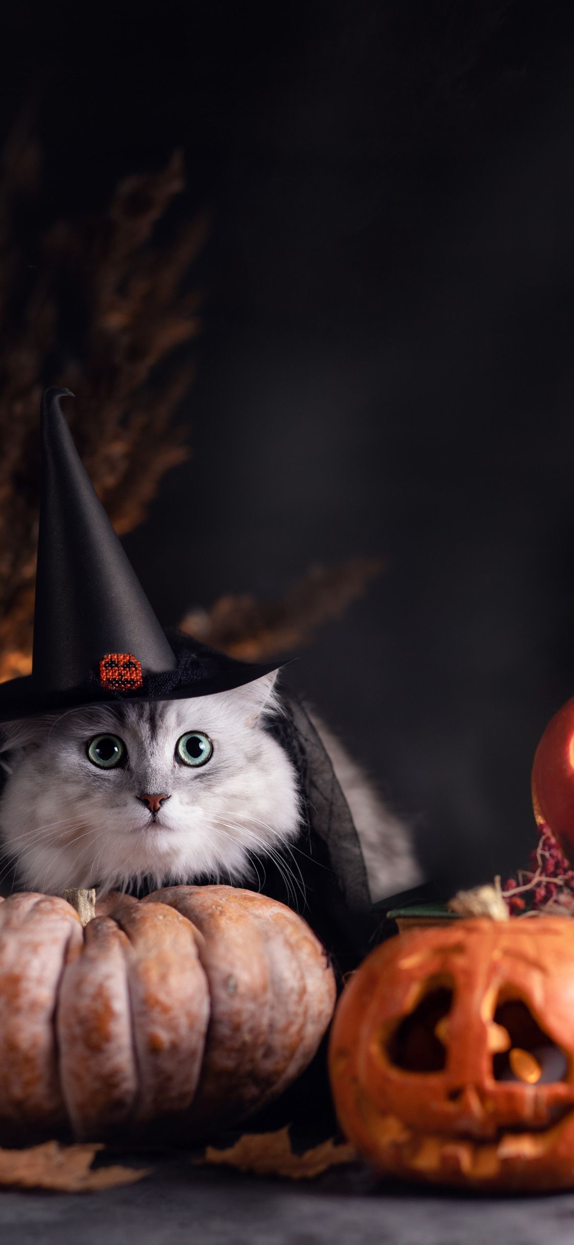 Spooky Cat Wallpapers - Top Free Spooky Cat Backgrounds - WallpaperAccess