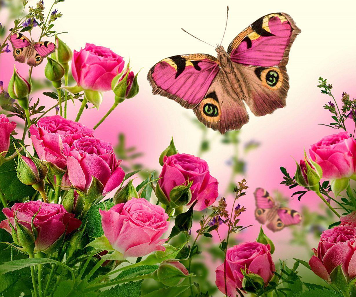 Pink Roses and Butterfly Wallpapers - Top Free Pink Roses and Butterfly ...