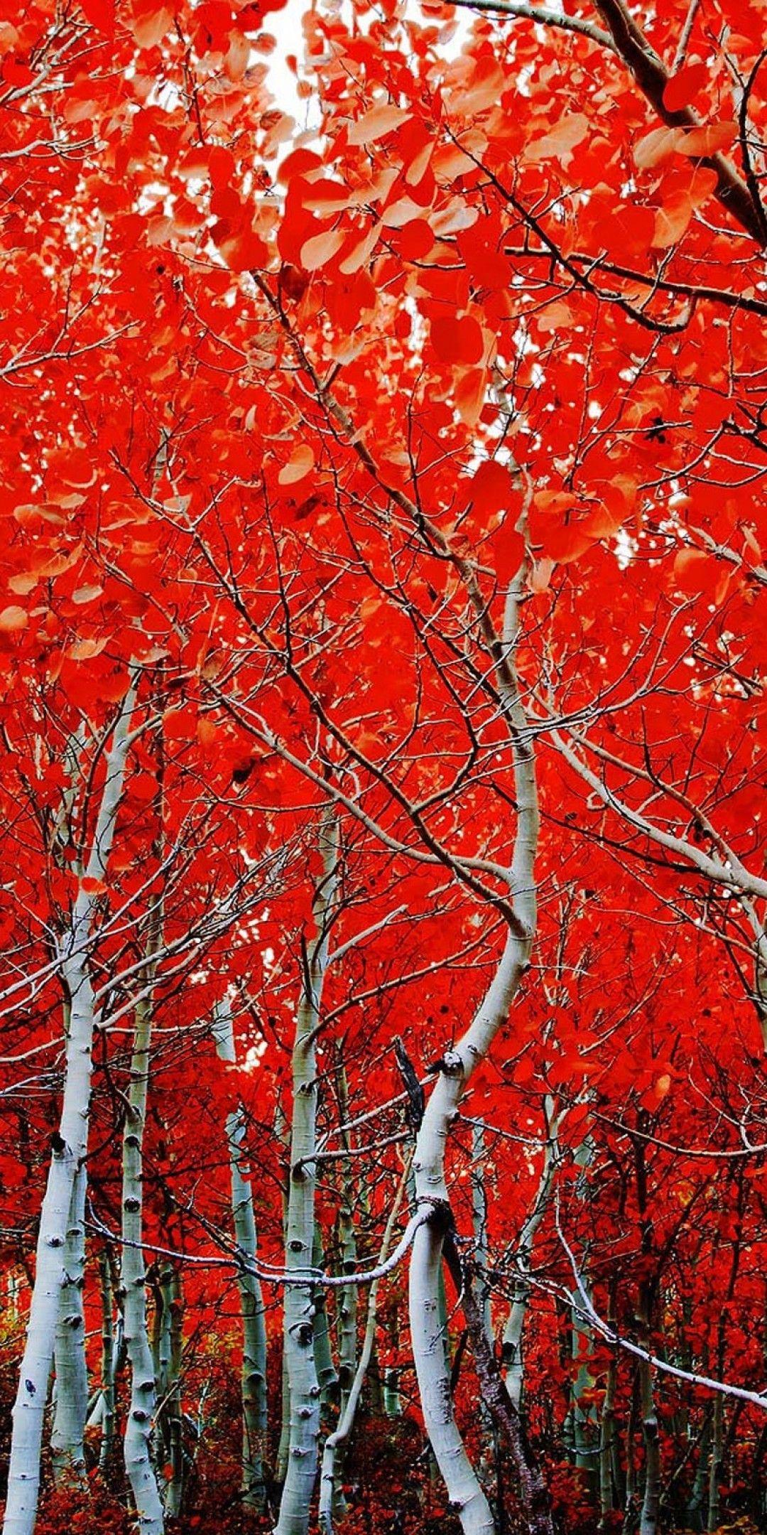 Red Tree Wallpapers - Top Free Red Tree Backgrounds - WallpaperAccess