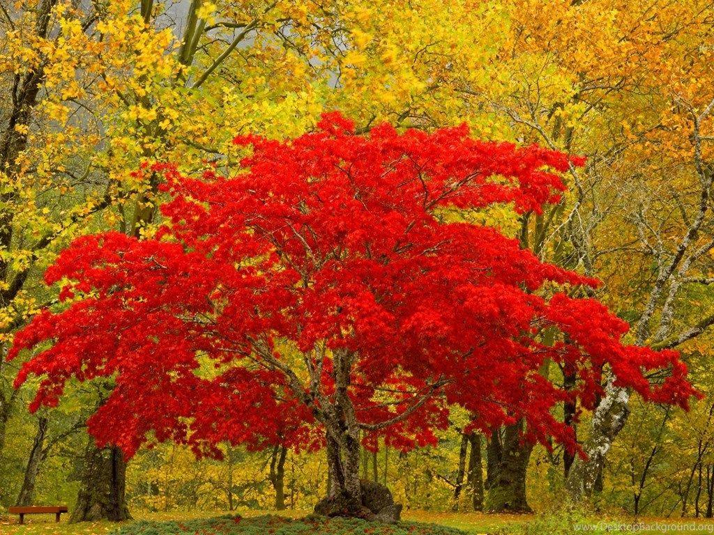 Red Tree Wallpapers - Top Free Red Tree Backgrounds - WallpaperAccess