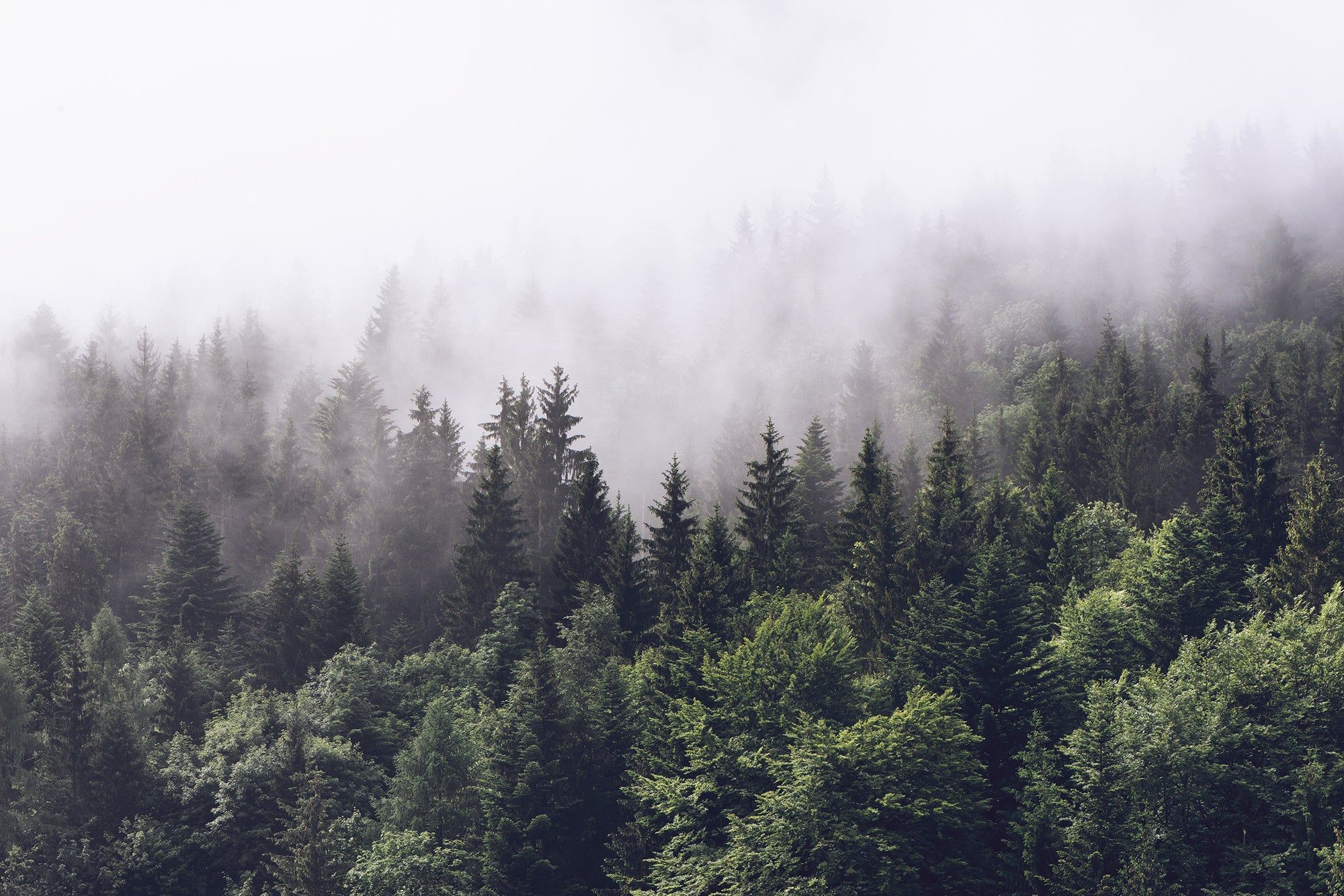 Ethereal Forest Wallpapers - Top Free Ethereal Forest Backgrounds ...