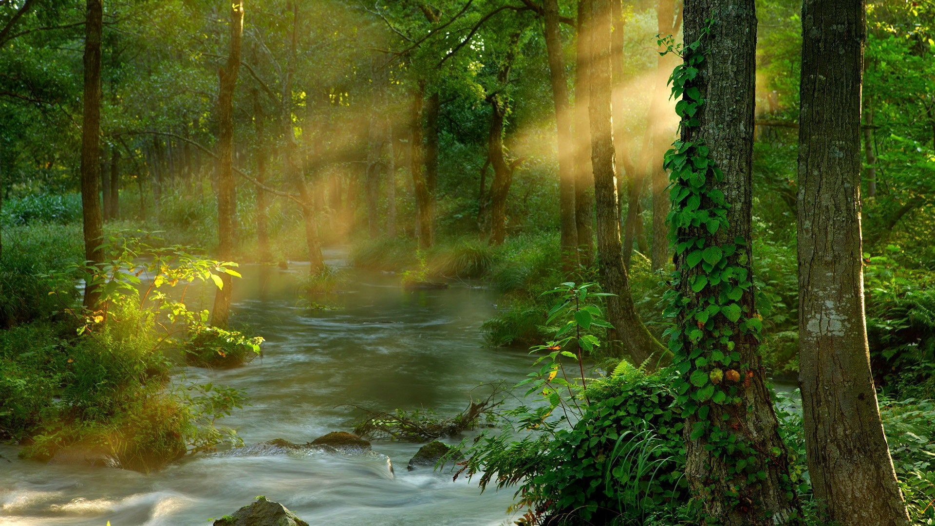 Ethereal Forest Wallpapers - Top Free Ethereal Forest Backgrounds ...