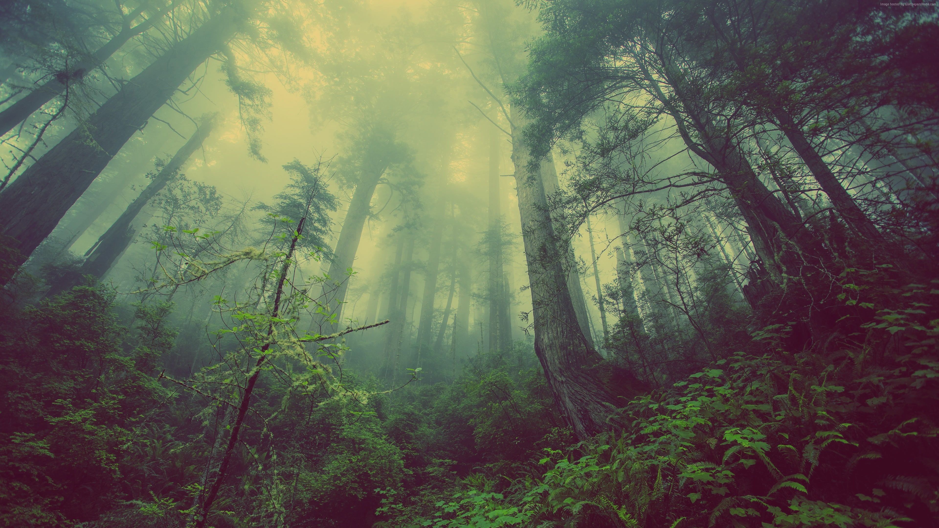 Ethereal Forest Wallpapers - Top Free Ethereal Forest Backgrounds ...