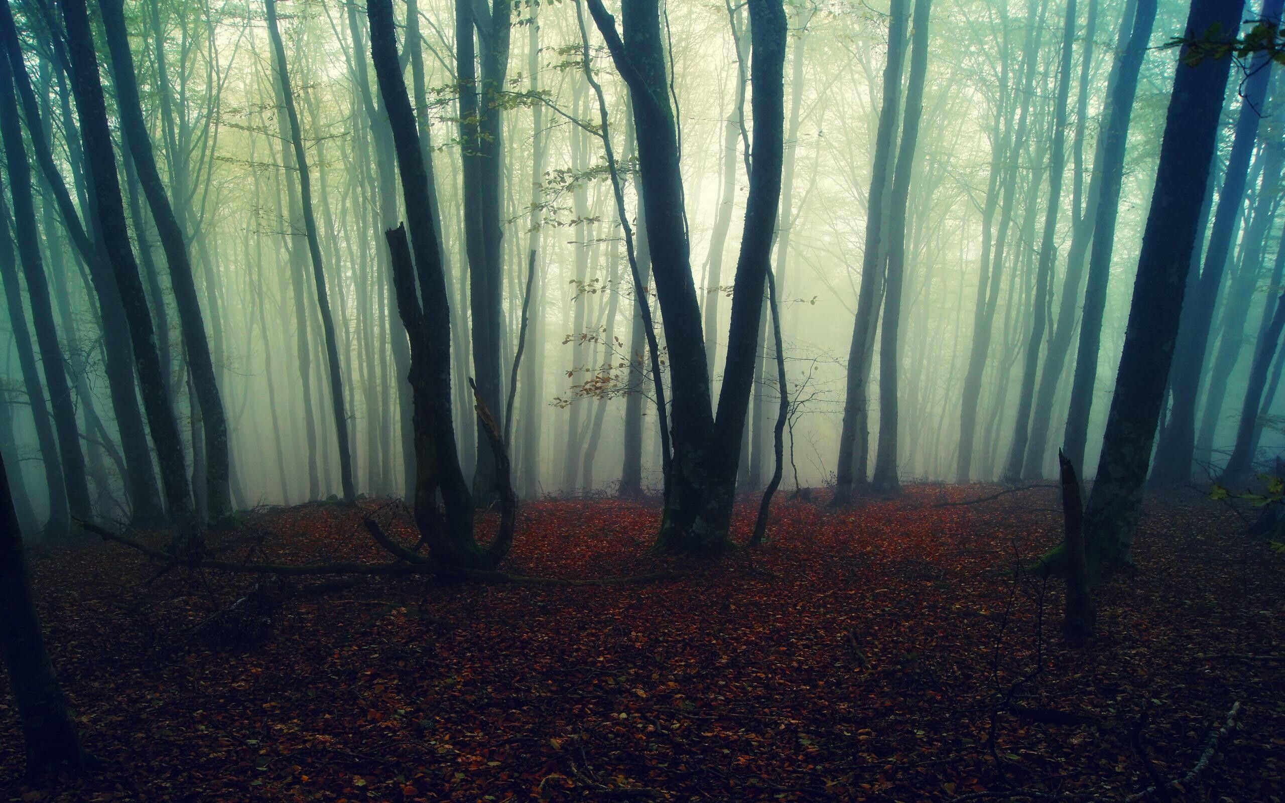 Ethereal Forest Wallpapers - Top Free Ethereal Forest Backgrounds ...