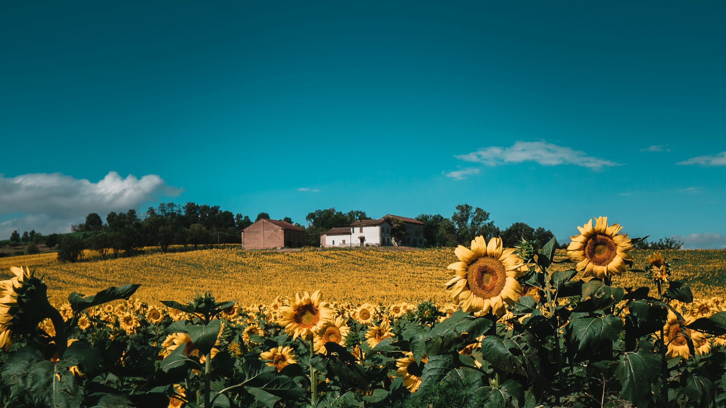 Sunflower Landscape Wallpapers - Top Free Sunflower Landscape ...