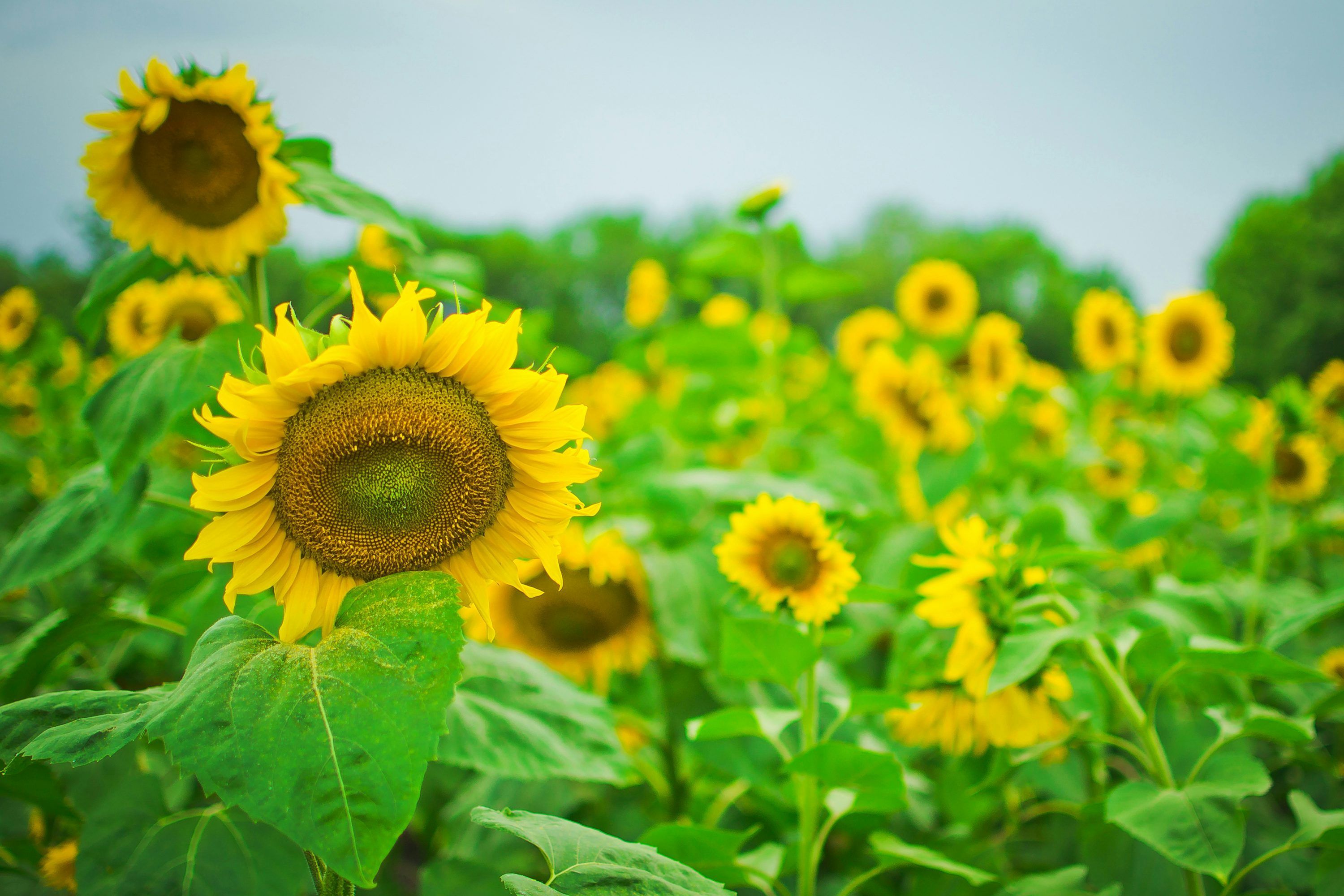 Sunflower Landscape Wallpapers - Top Free Sunflower Landscape ...