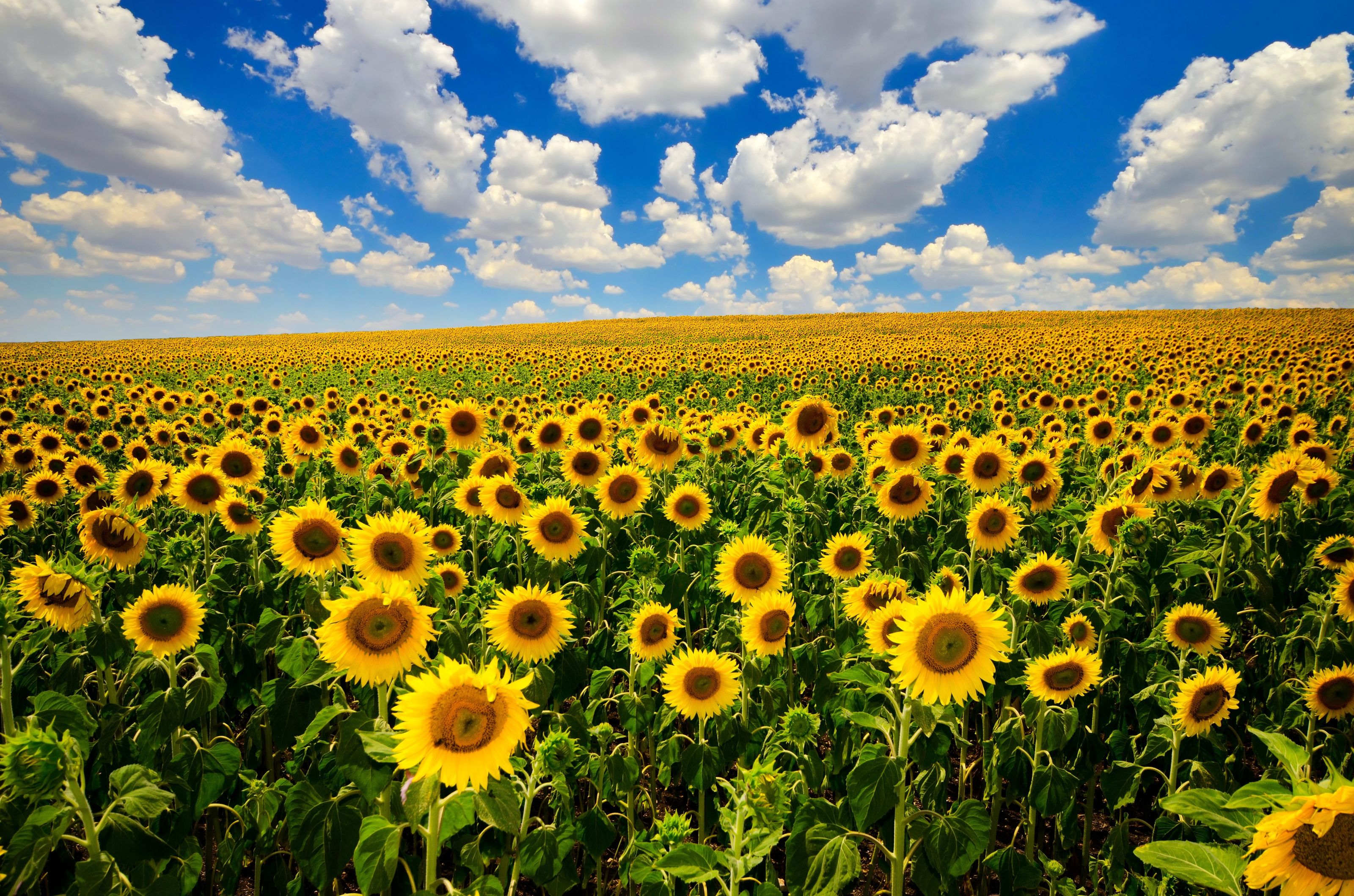 Sunflower Landscape Wallpapers - Top Free Sunflower Landscape ...