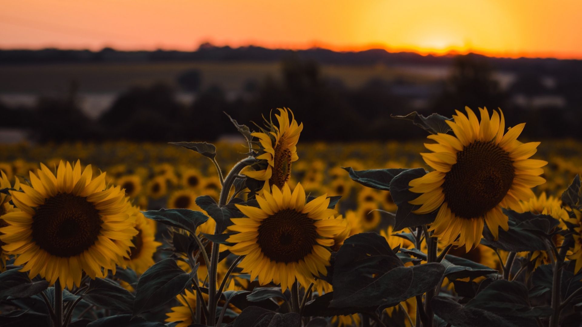 Sunflower Landscape Wallpapers - Top Free Sunflower Landscape ...
