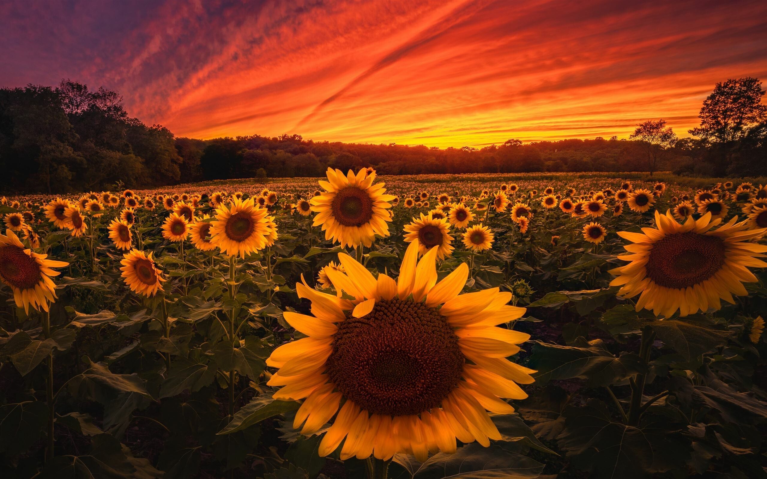 Sunflower Landscape Wallpapers - Top Free Sunflower Landscape ...