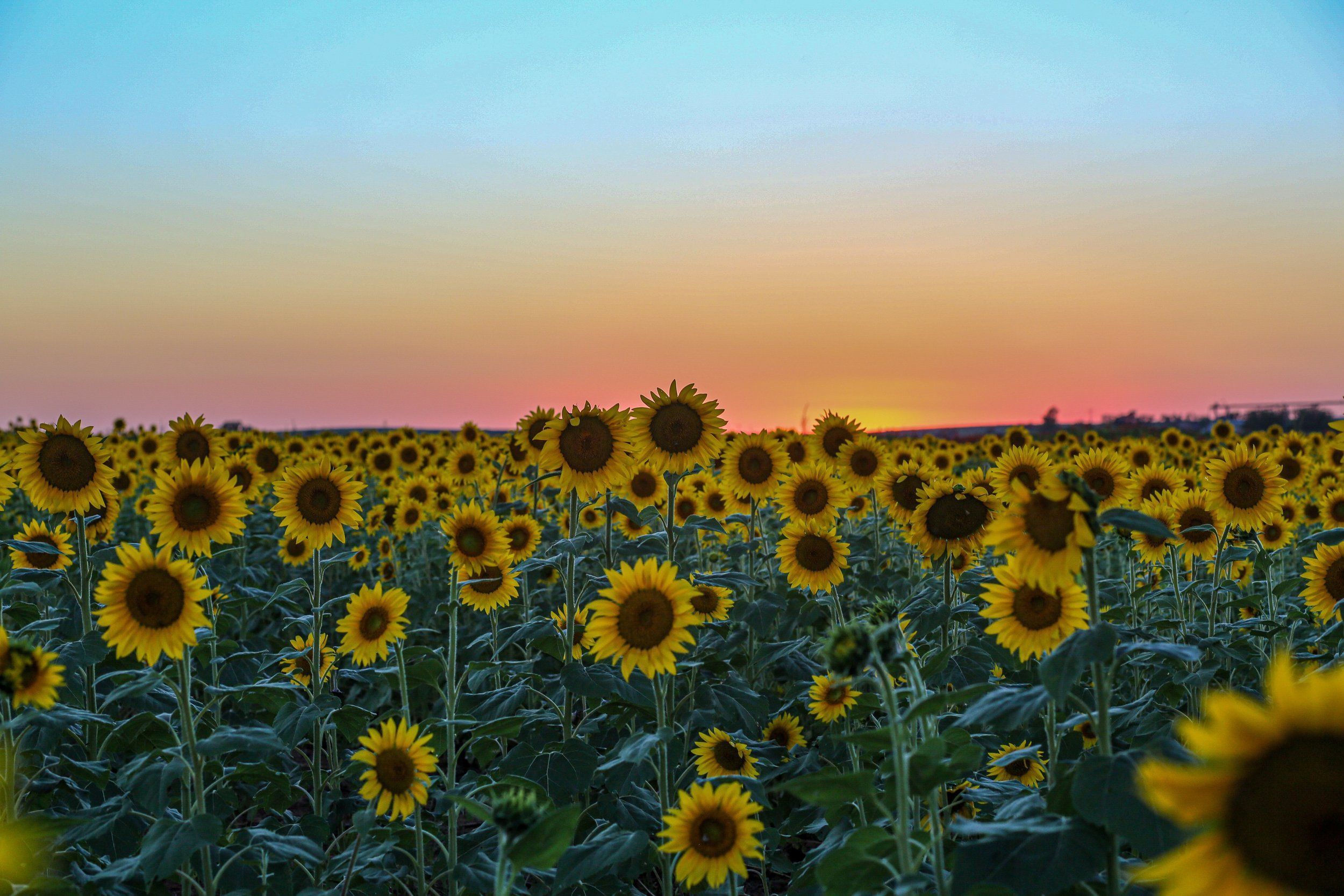 Sunflower Landscape Wallpapers - Top Free Sunflower Landscape ...