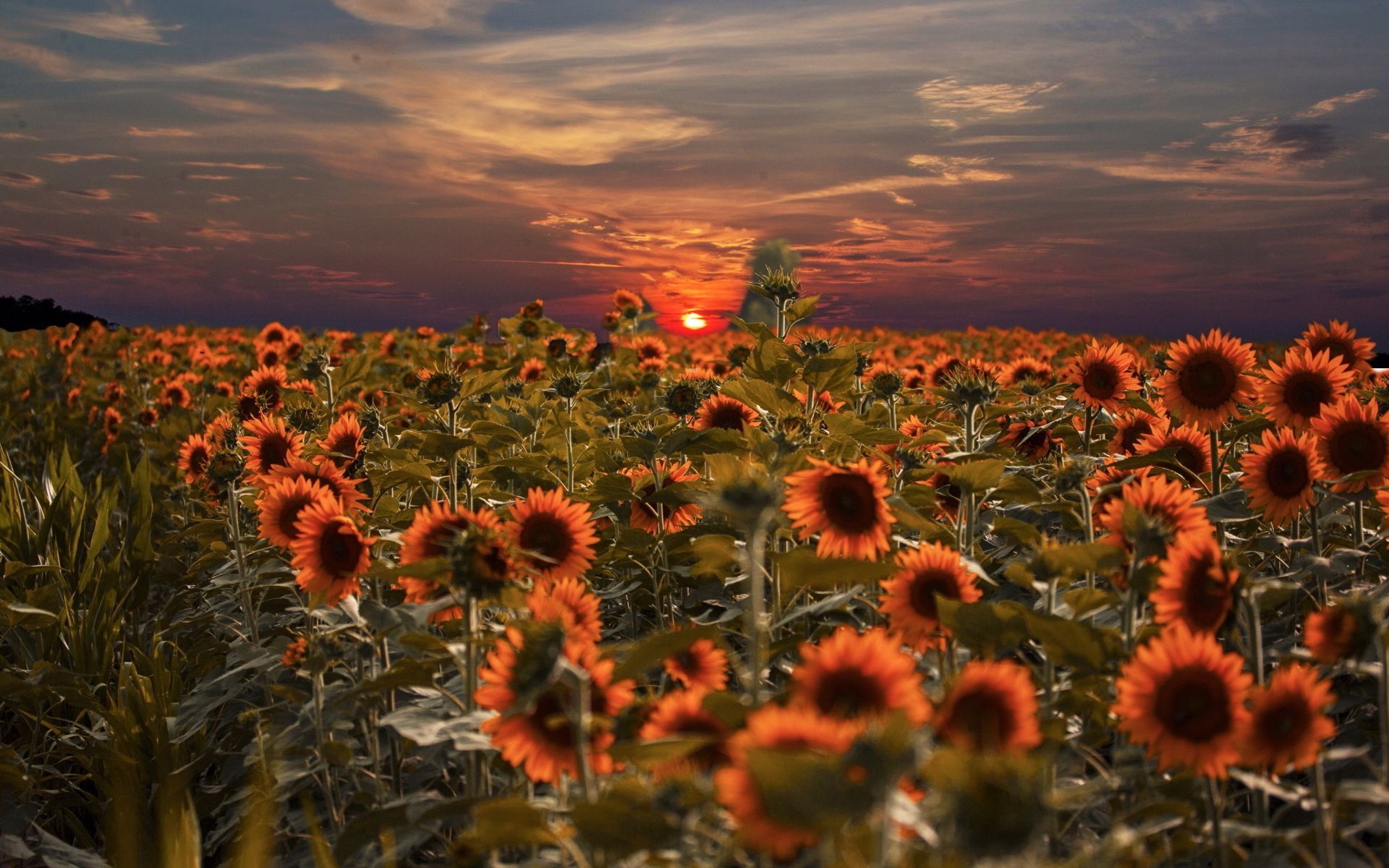 Sunflower Landscape Wallpapers - Top Free Sunflower Landscape ...