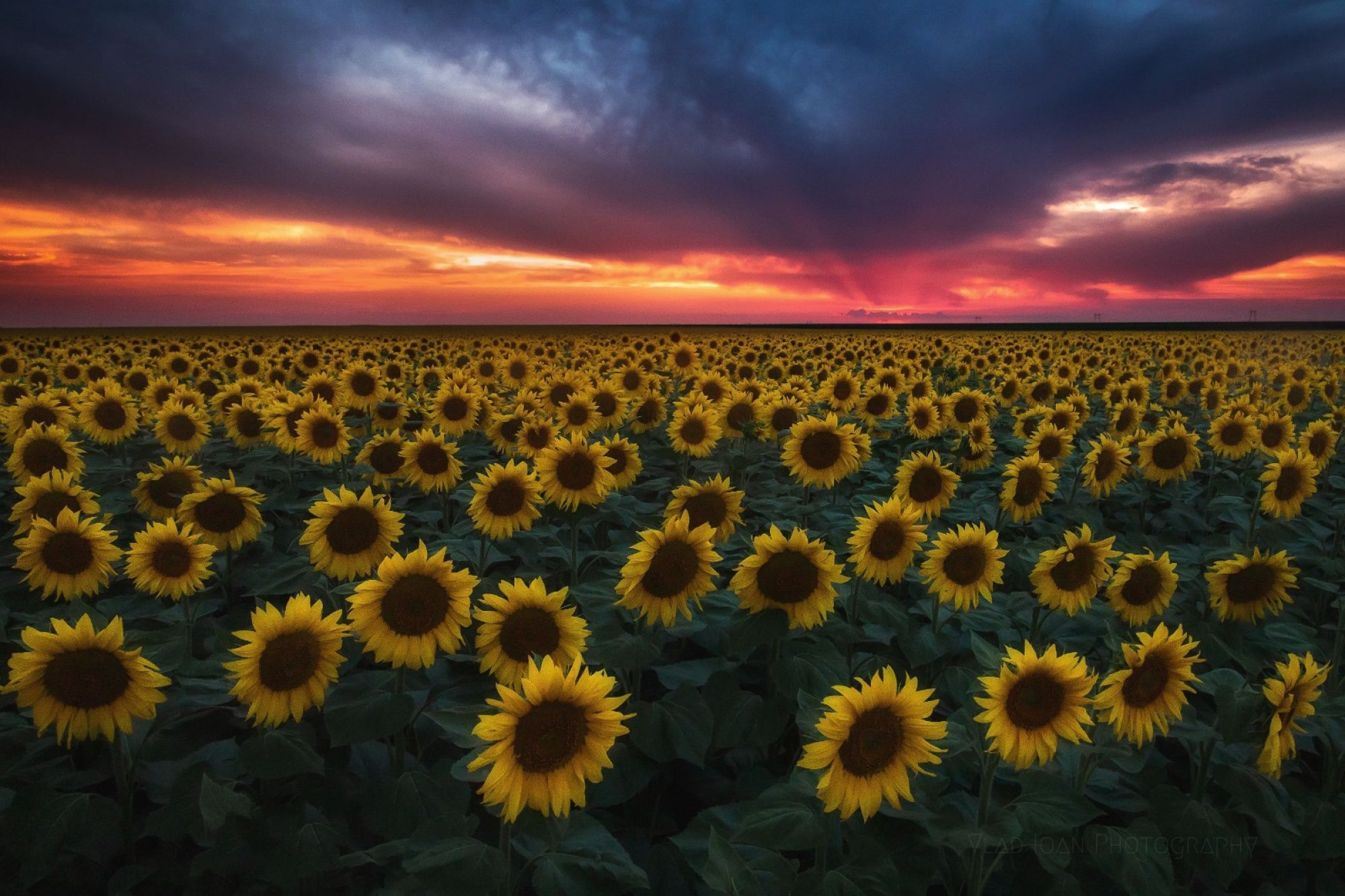 Sunflower Landscape Wallpapers - Top Free Sunflower Landscape ...