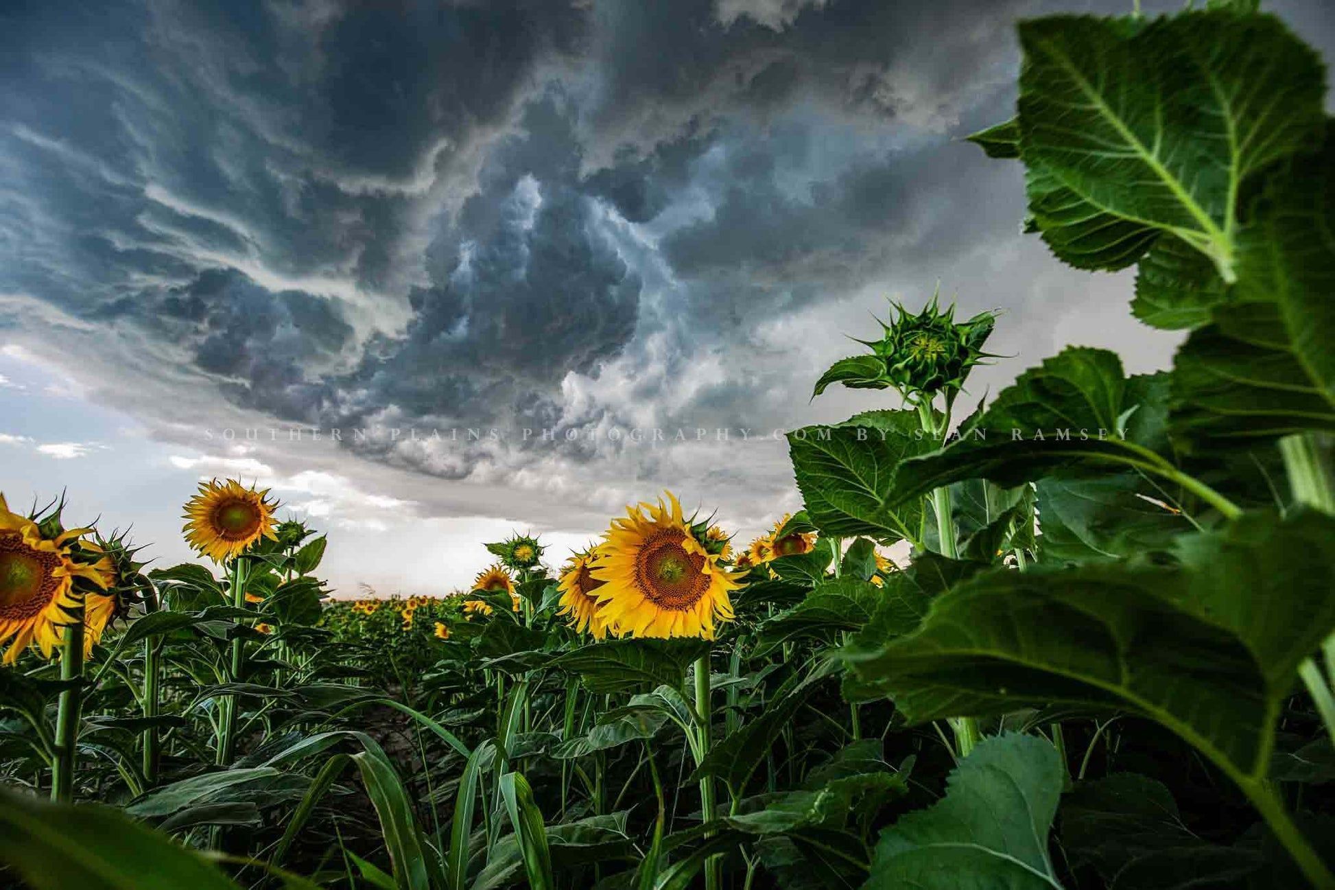 Sunflower Landscape Wallpapers - Top Free Sunflower Landscape ...