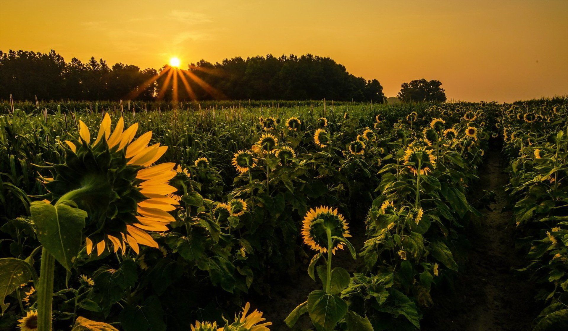 Sunflower Landscape Wallpapers - Top Free Sunflower Landscape ...