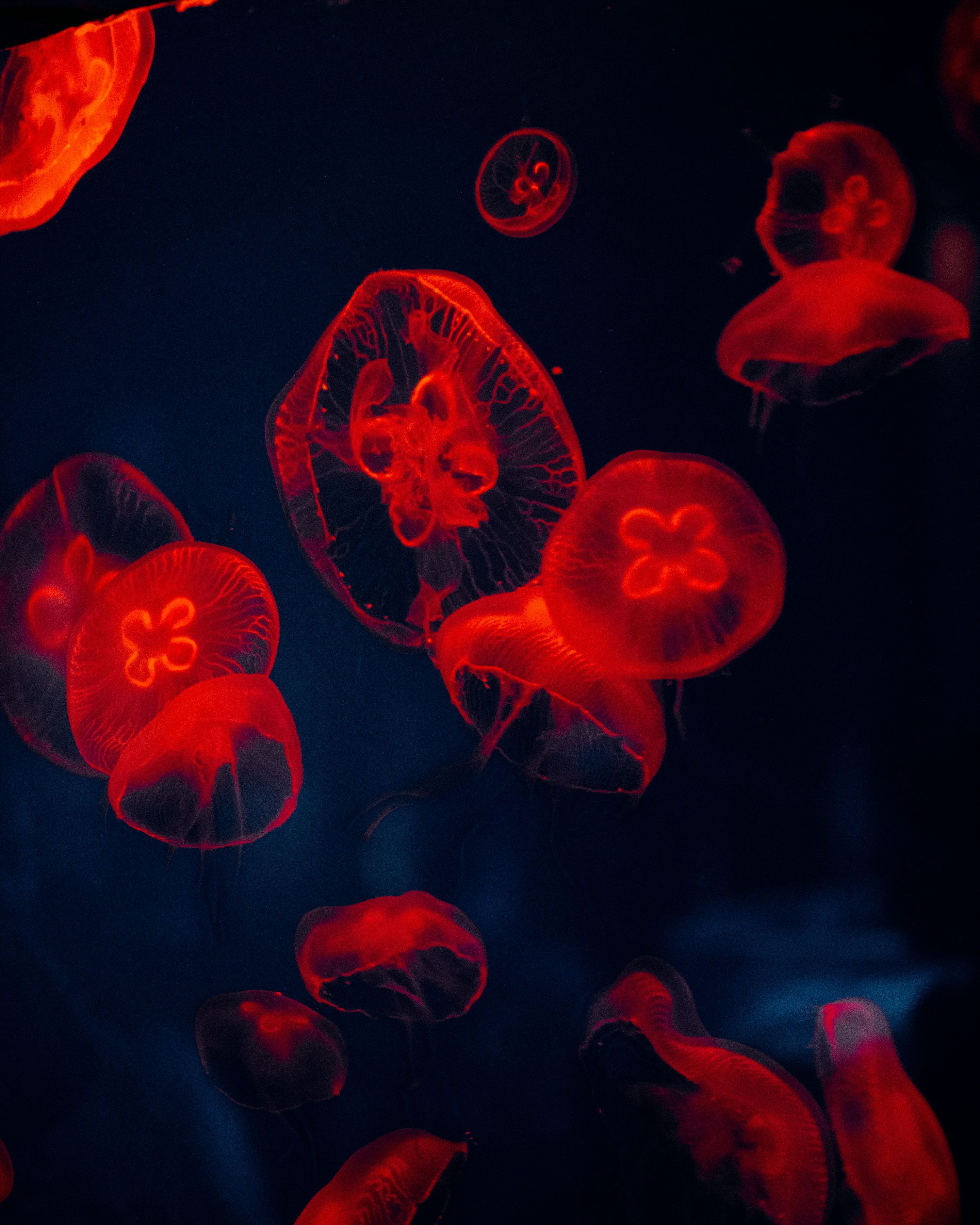 Red Jellyfish Wallpapers - Top Free Red Jellyfish Backgrounds ...