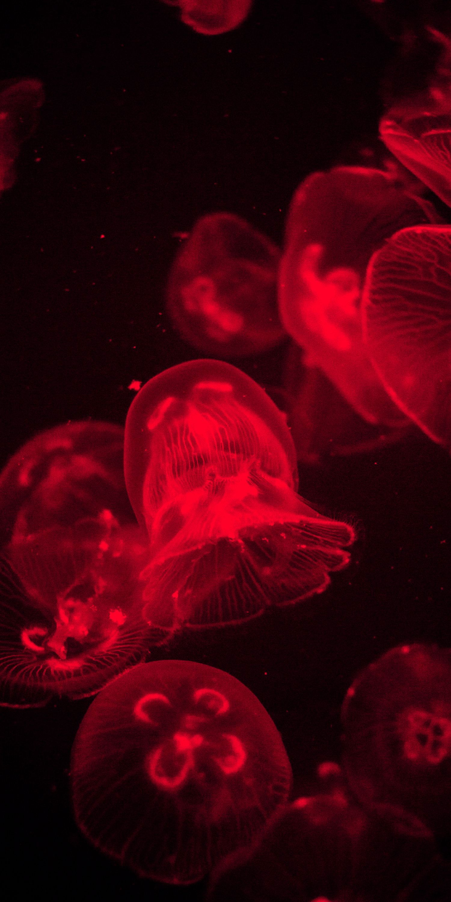 Red Jellyfish Wallpapers - Top Free Red Jellyfish Backgrounds ...