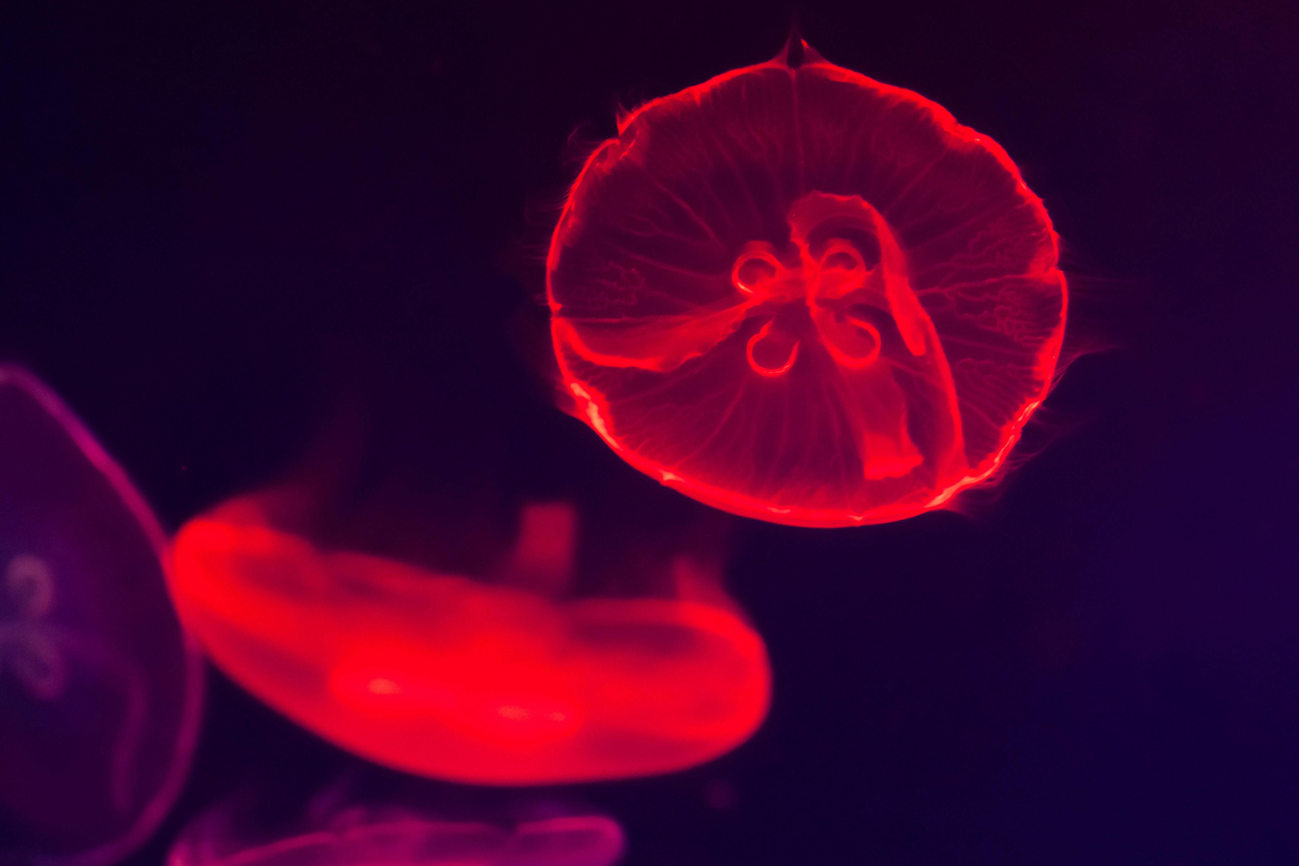 Red Jellyfish Wallpapers - Top Free Red Jellyfish Backgrounds ...