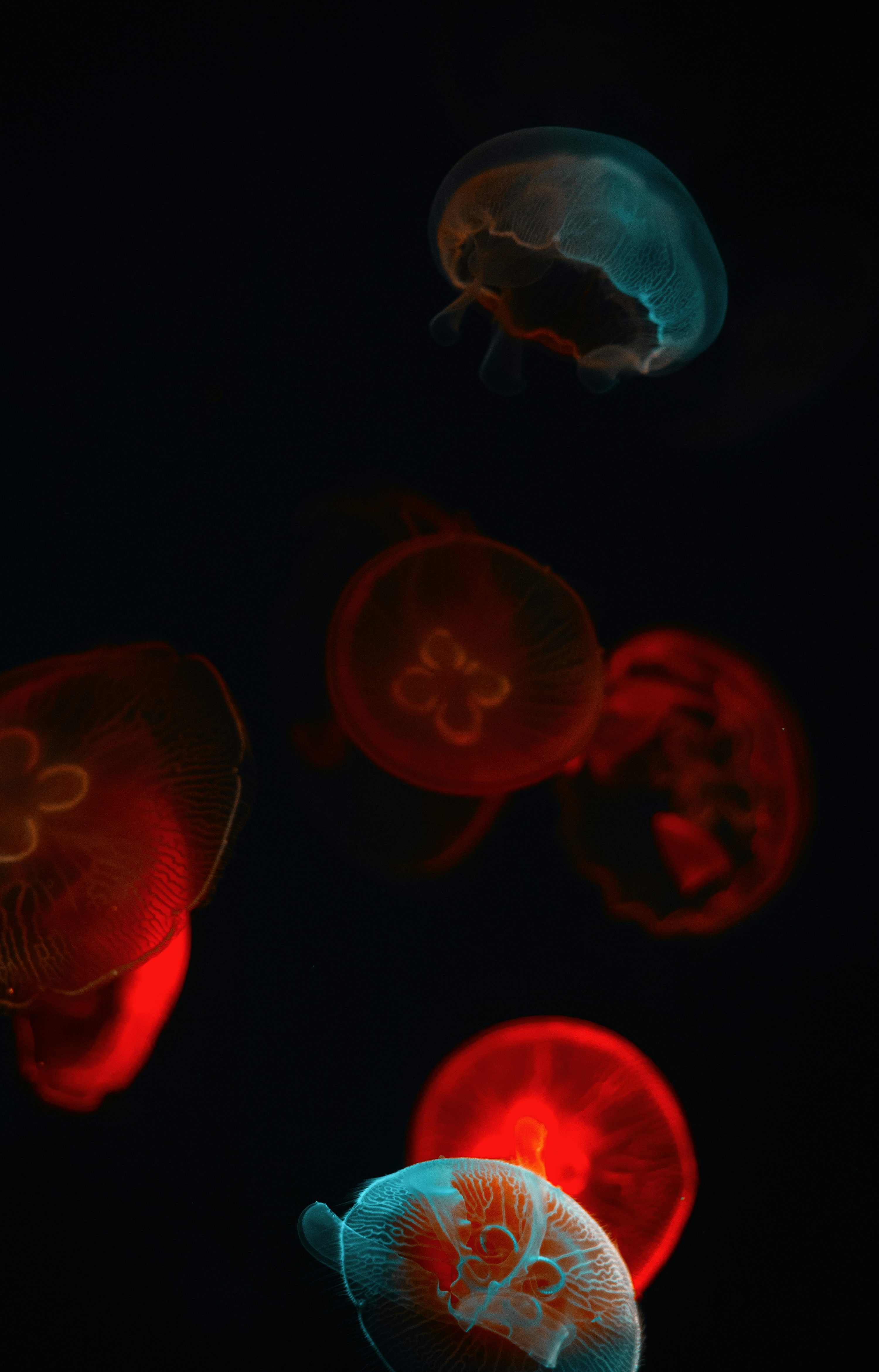 Red Jellyfish Wallpapers - Top Free Red Jellyfish Backgrounds ...